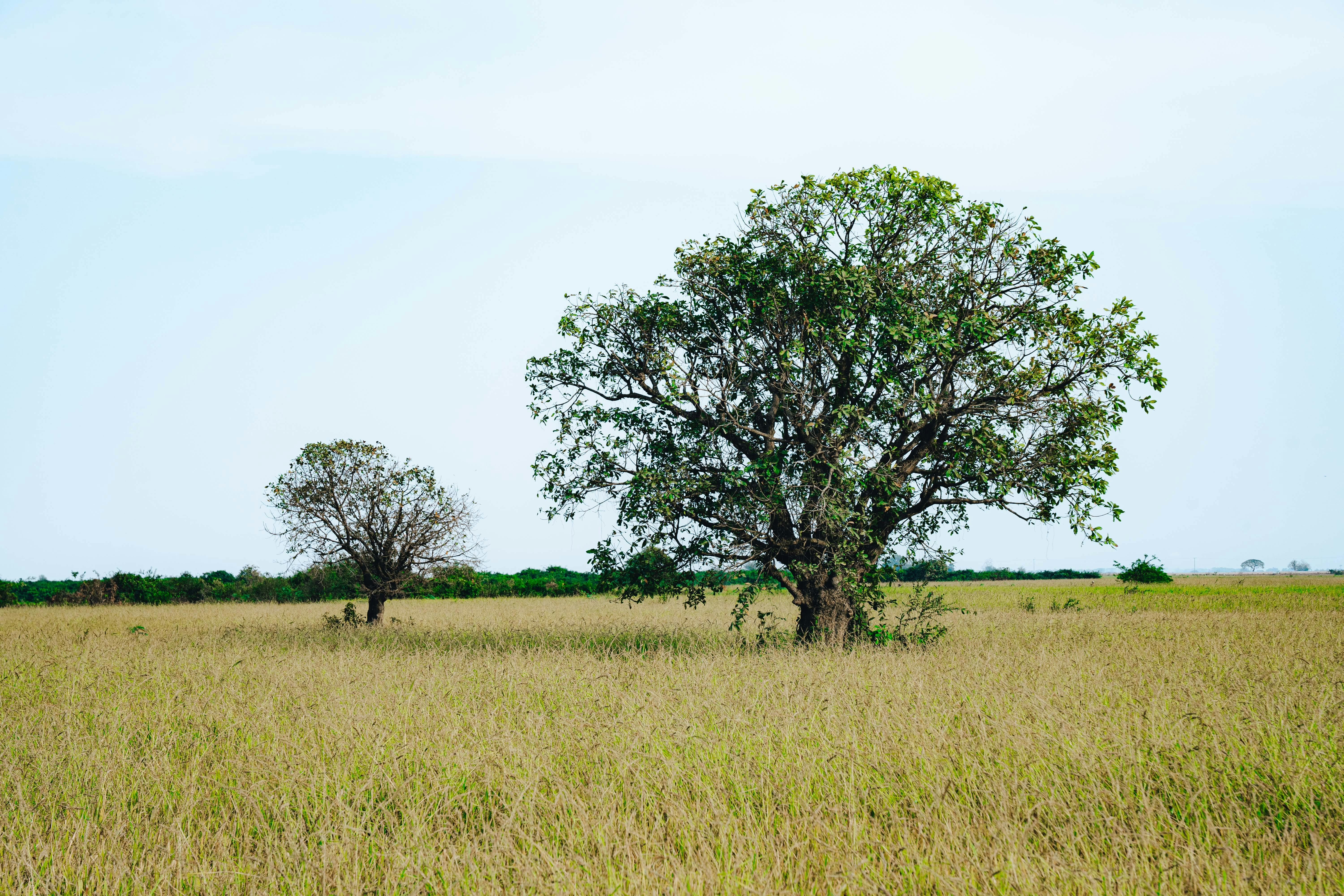 Serene Cambodian Landscape with Lone Trees · Free Stock Photo