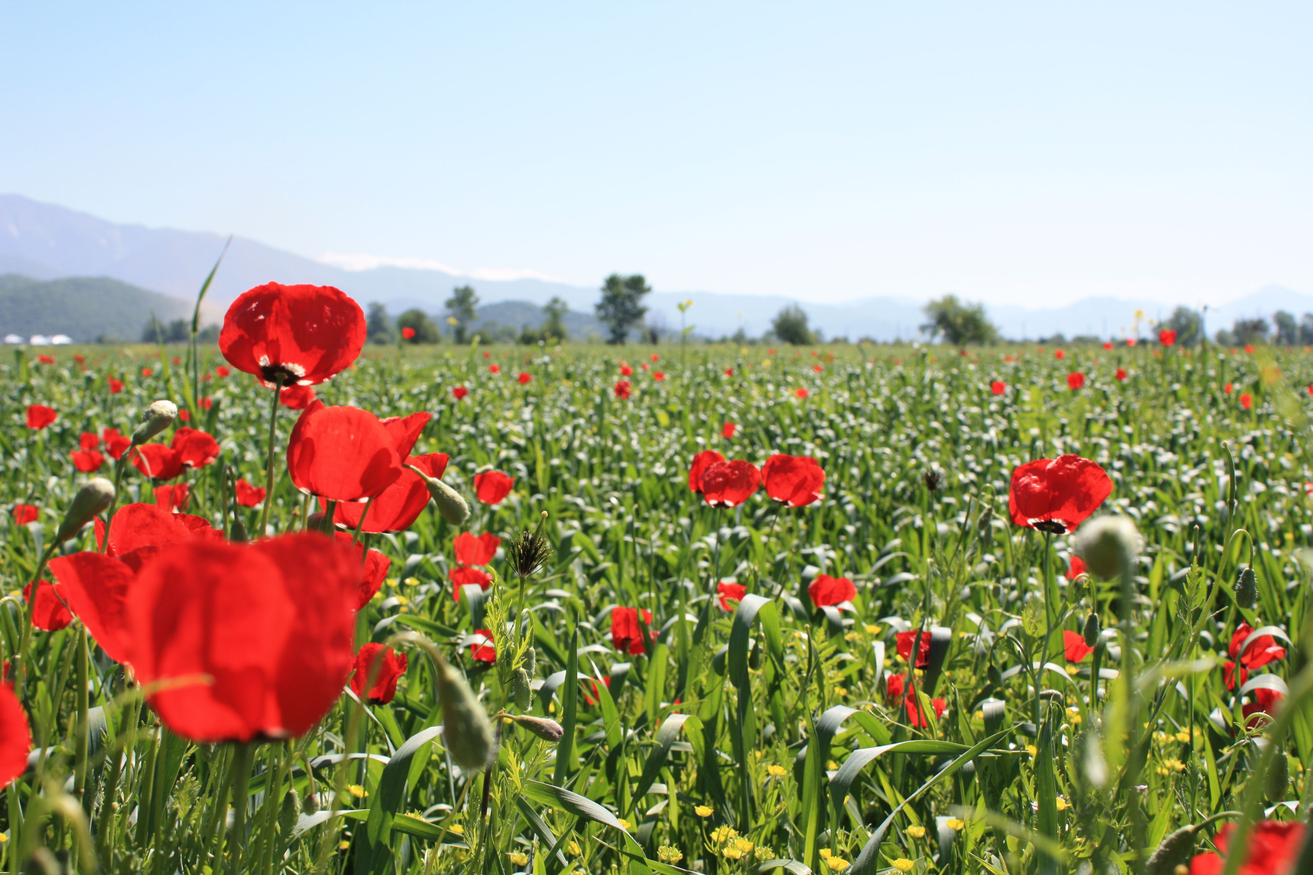 Vibrant Poppy Field under Clear Blue Sky · Free Stock Photo