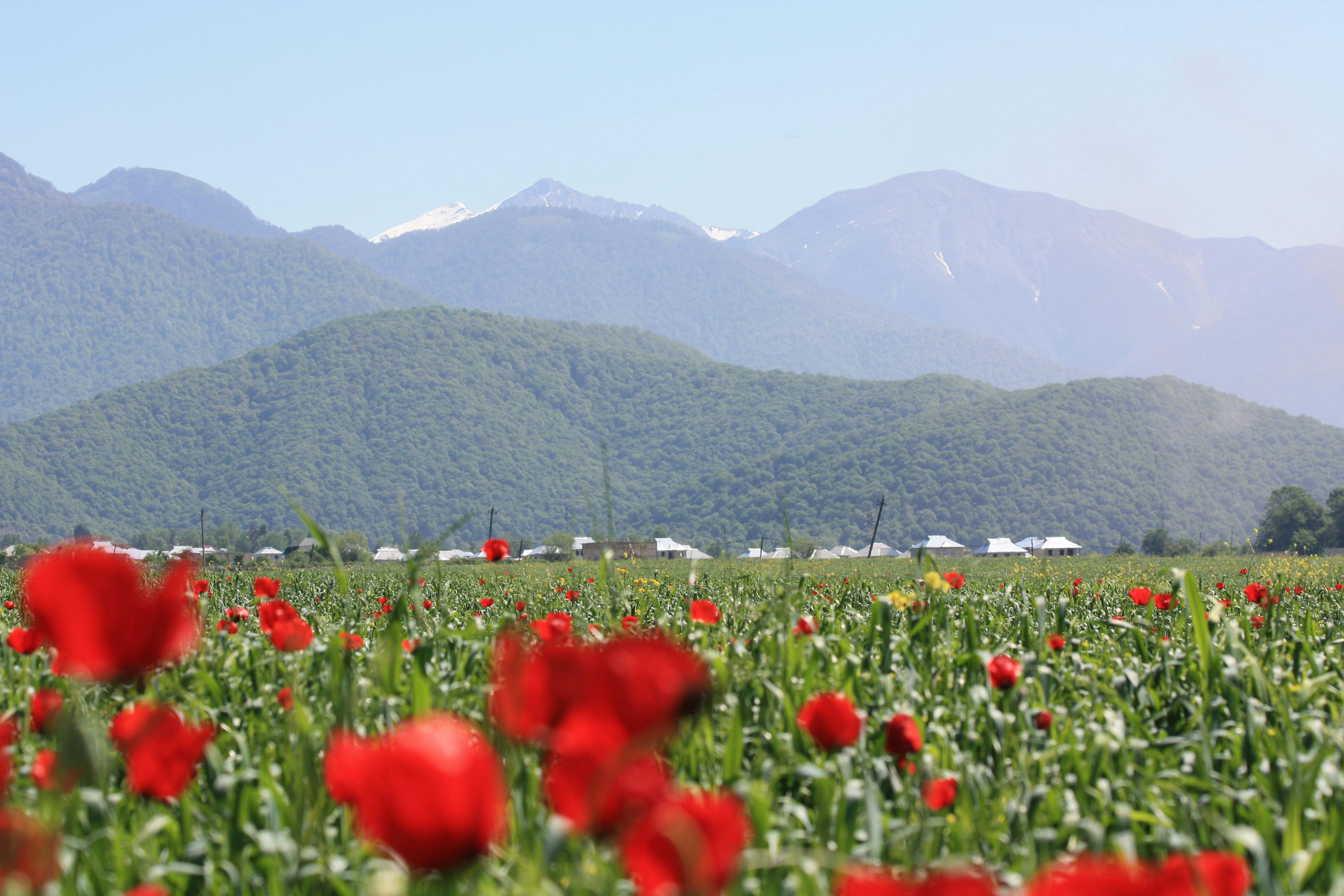Floración Primaveral En Un Campo De Amapolas De Un Rojo Vibrante · Foto ...