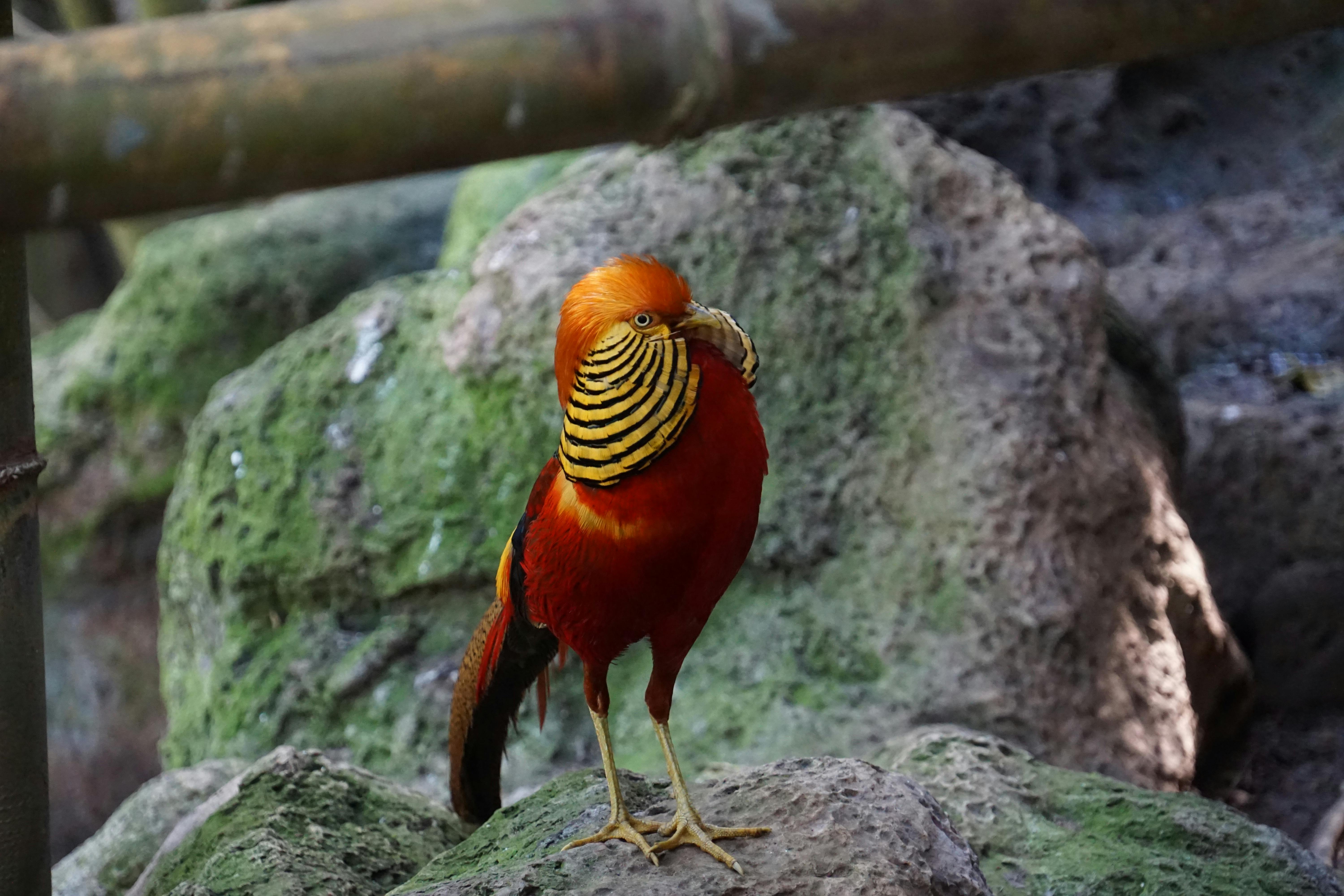 Golden Pheasant in Natural Rock Habitat · Free Stock Photo