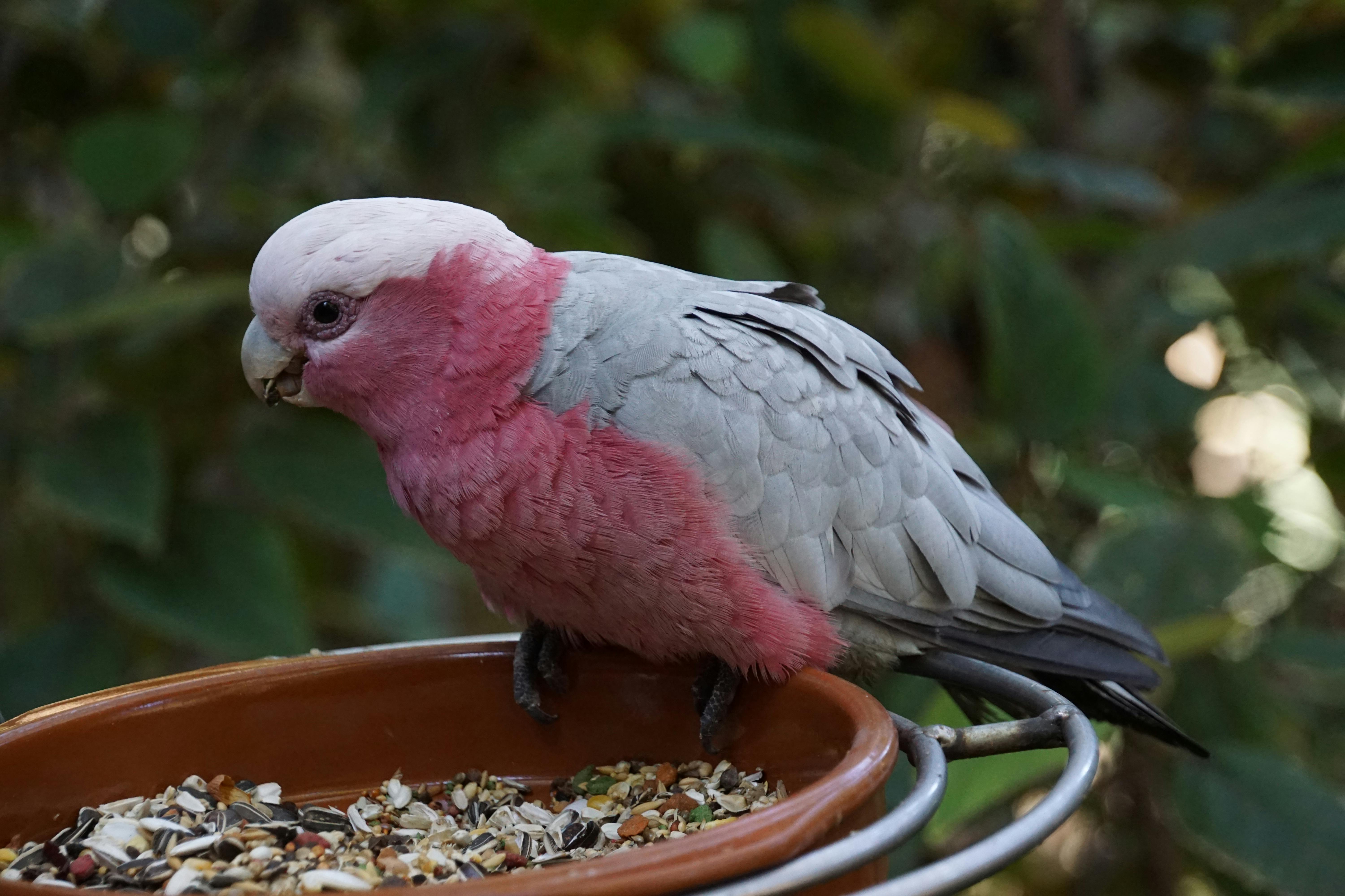 Beautiful Galah Parrot Feeding Outdoors · Free Stock Photo