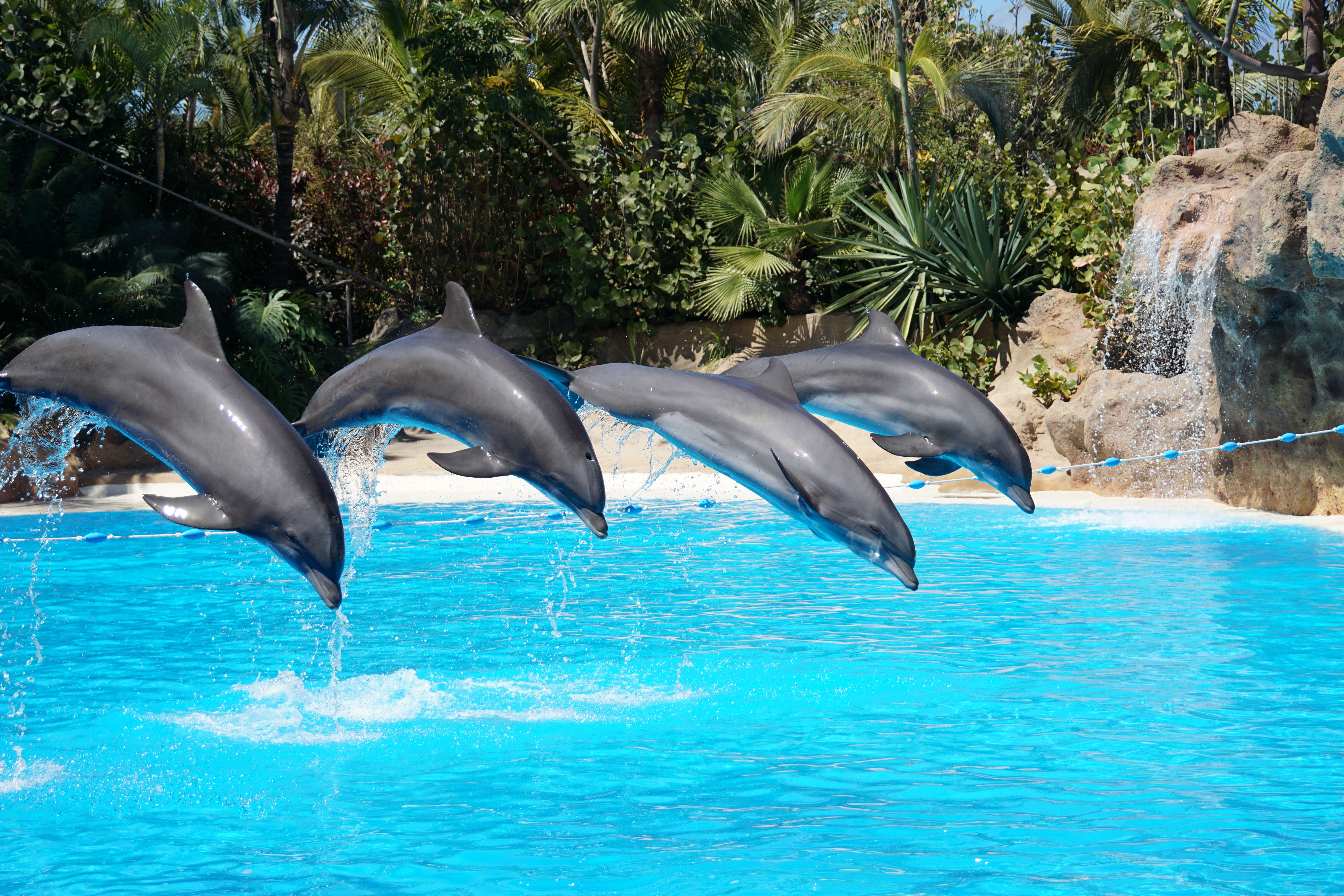 Dolphins Performing Jumps in Aquatic Show · Free Stock Photo