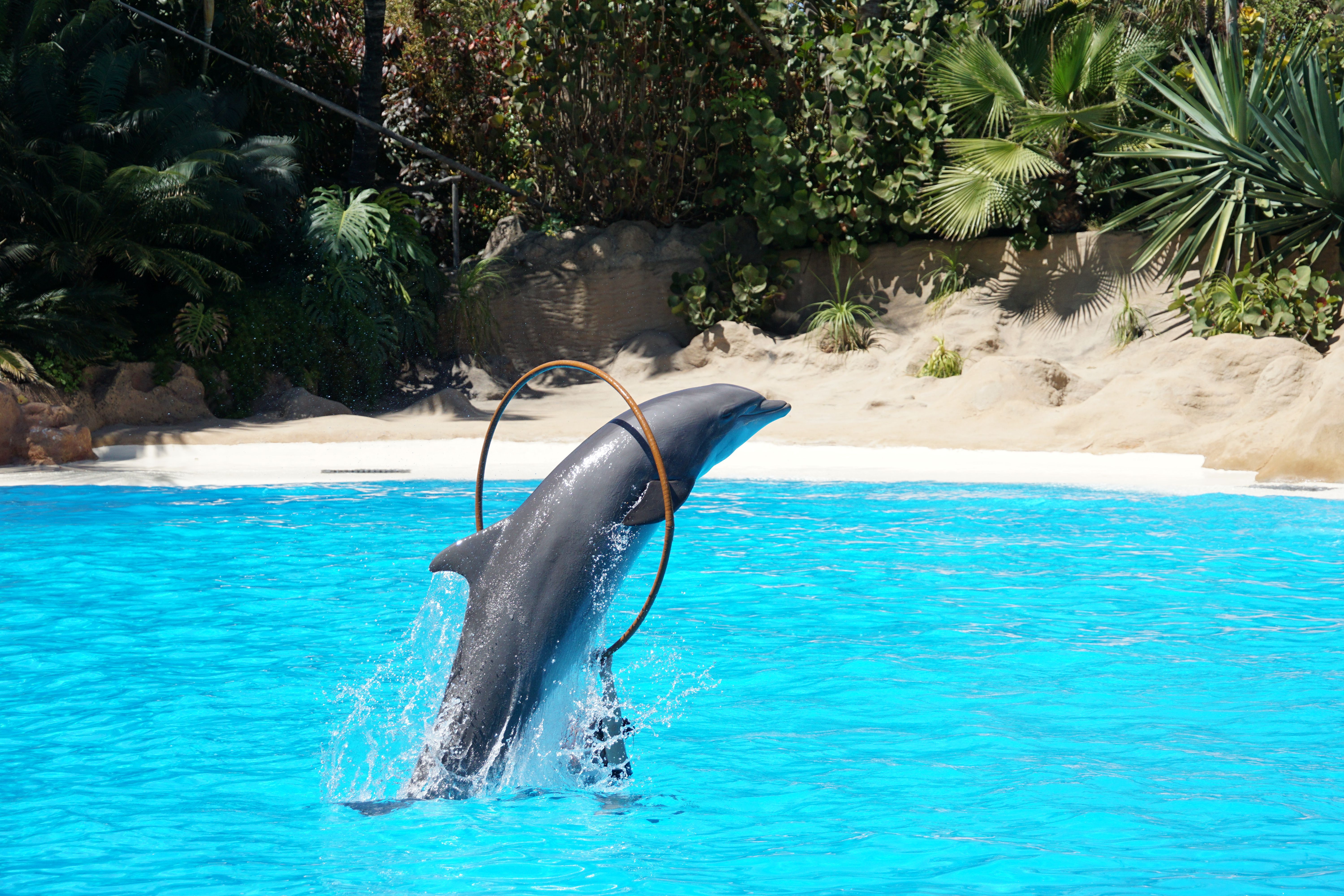 Delfín Realizando Un Truco En Una Piscina De Color Azul Brillante ...