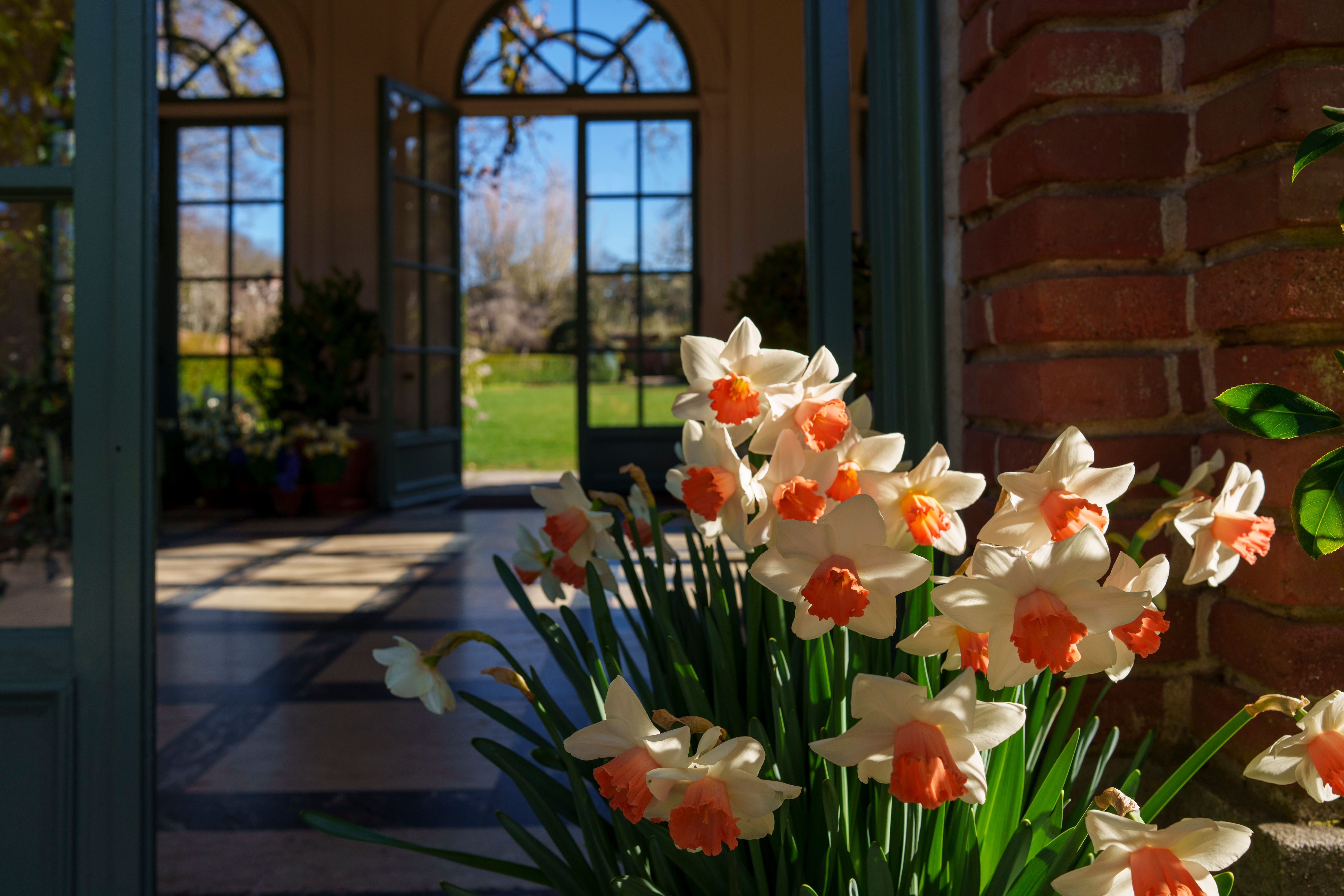 Sunlit Daffodils in Serene Garden Room · Free Stock Photo