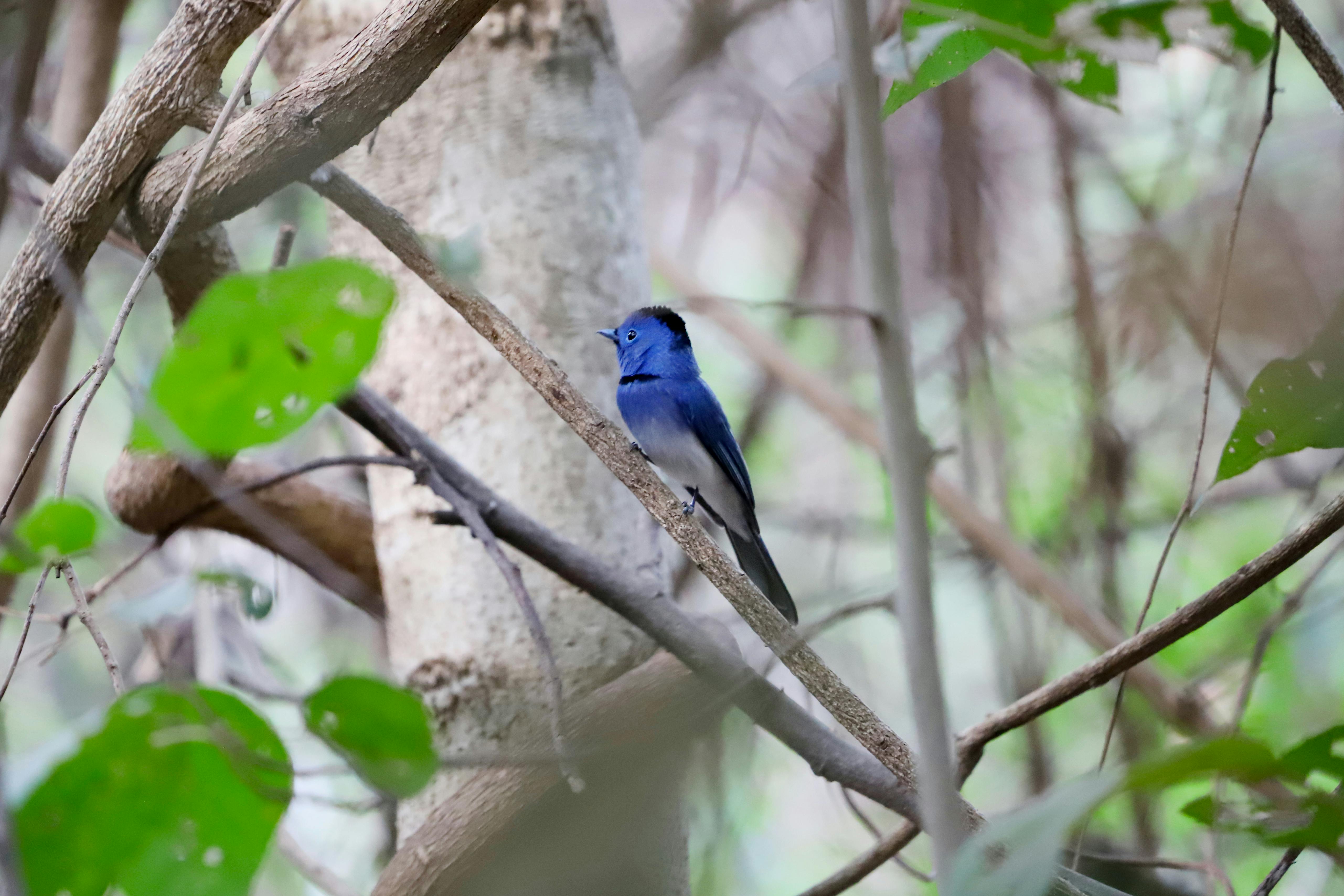 Vivid Black-naped Monarch in Natural Habitat · Free Stock Photo