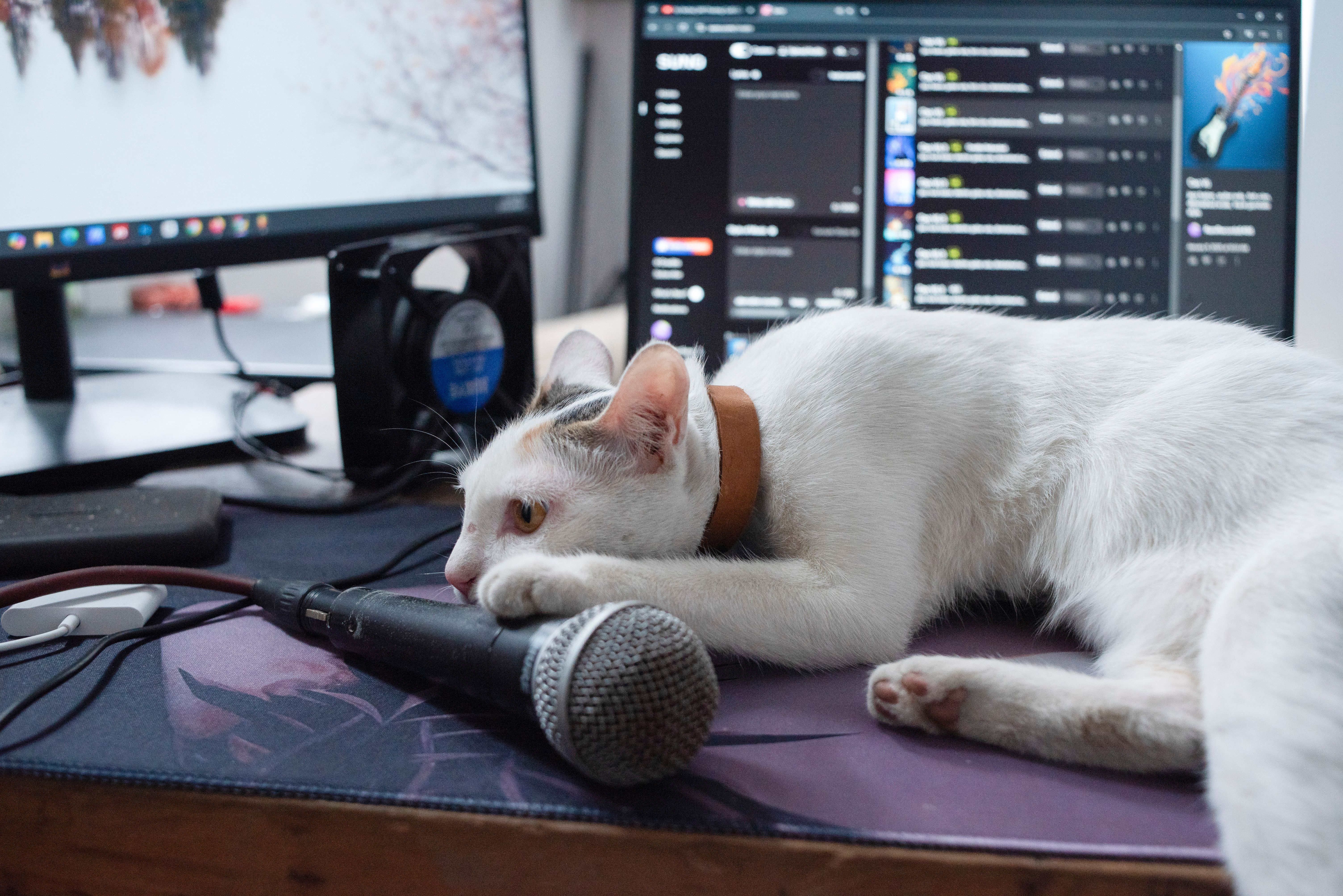 White Cat Relaxing on Workspace with Microphone · Free Stock Photo