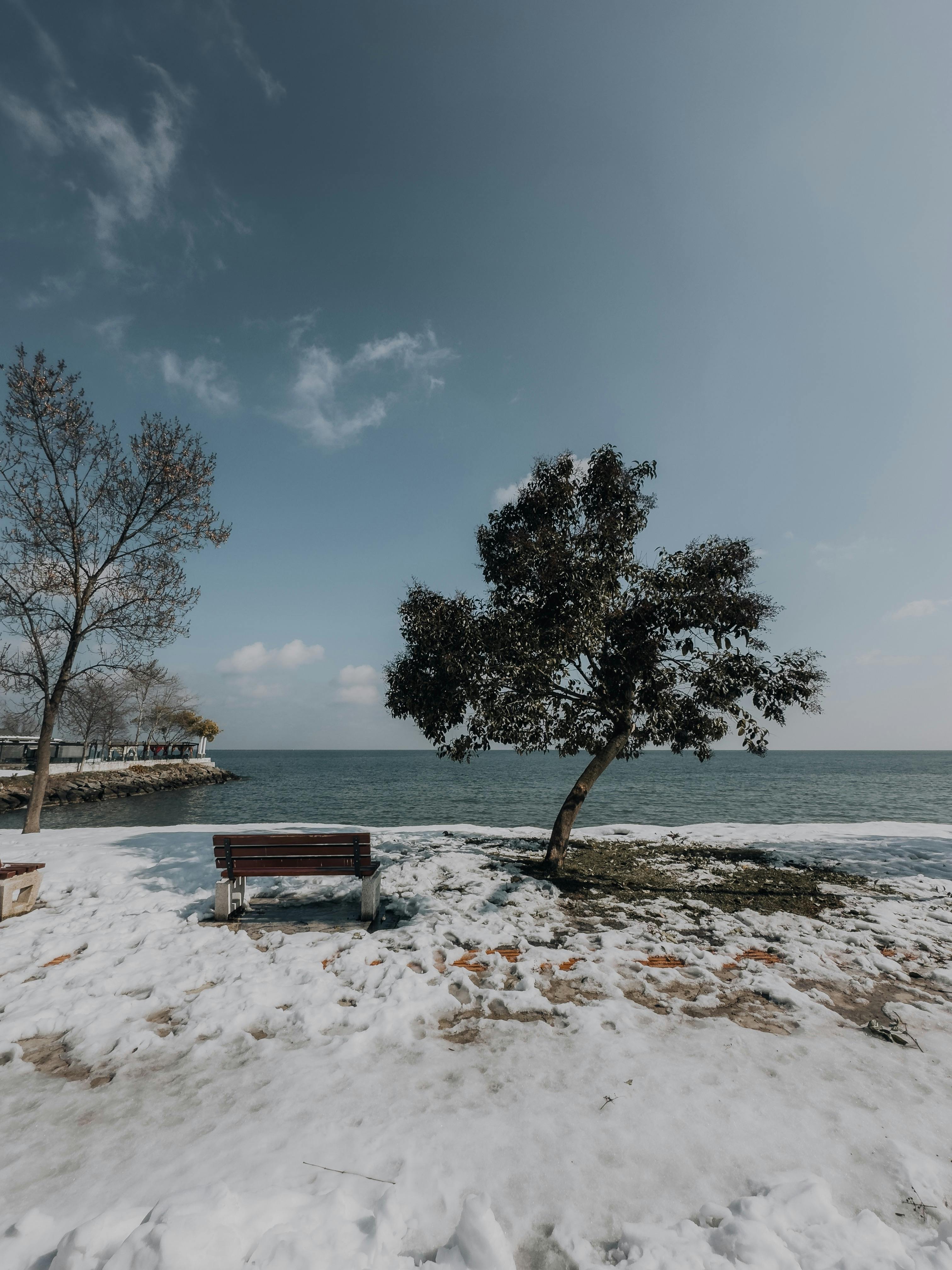 Winter Beach Scene with Snow and Bare Trees · Free Stock Photo