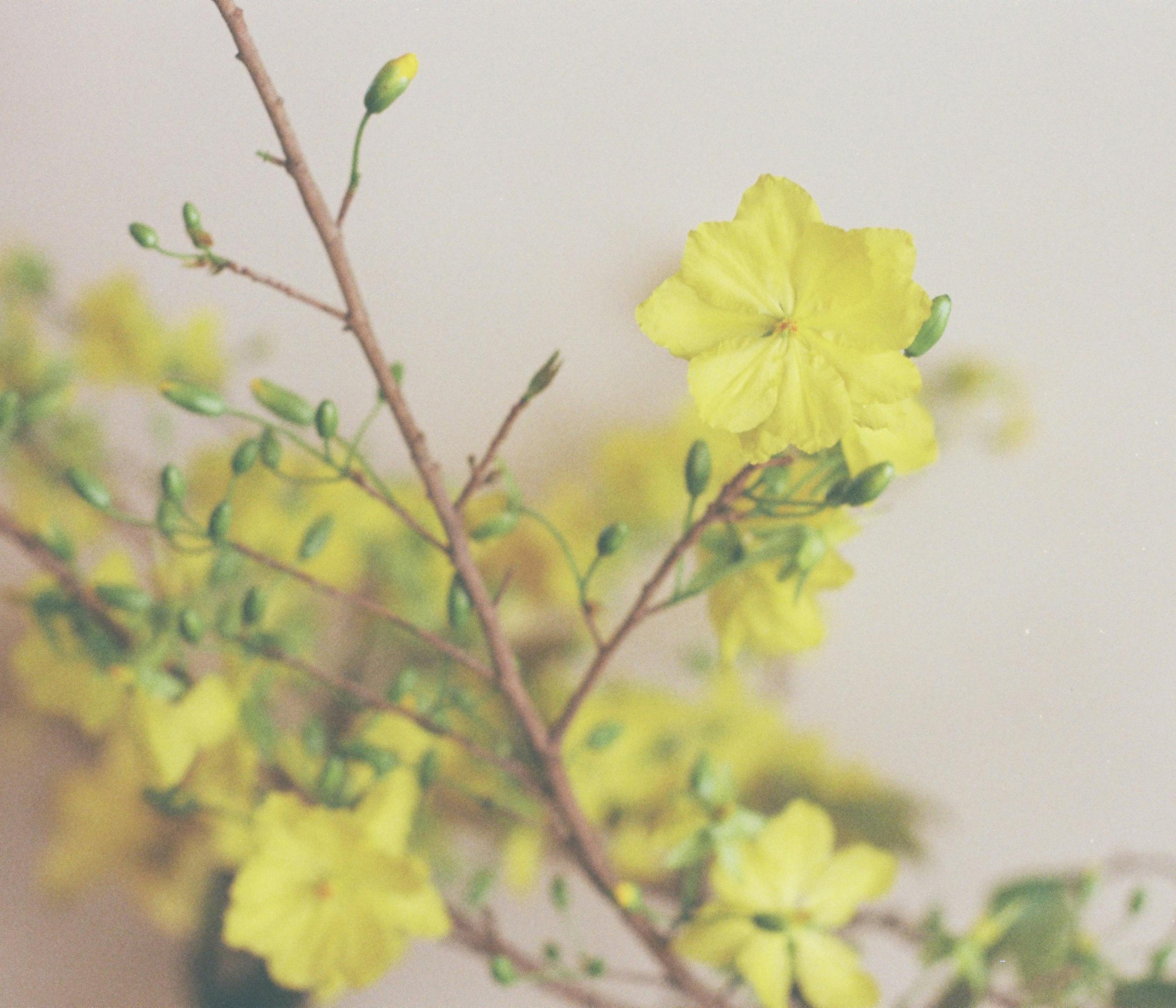 Blooming Yellow Mai Flowers in Early Spring · Free Stock Photo
