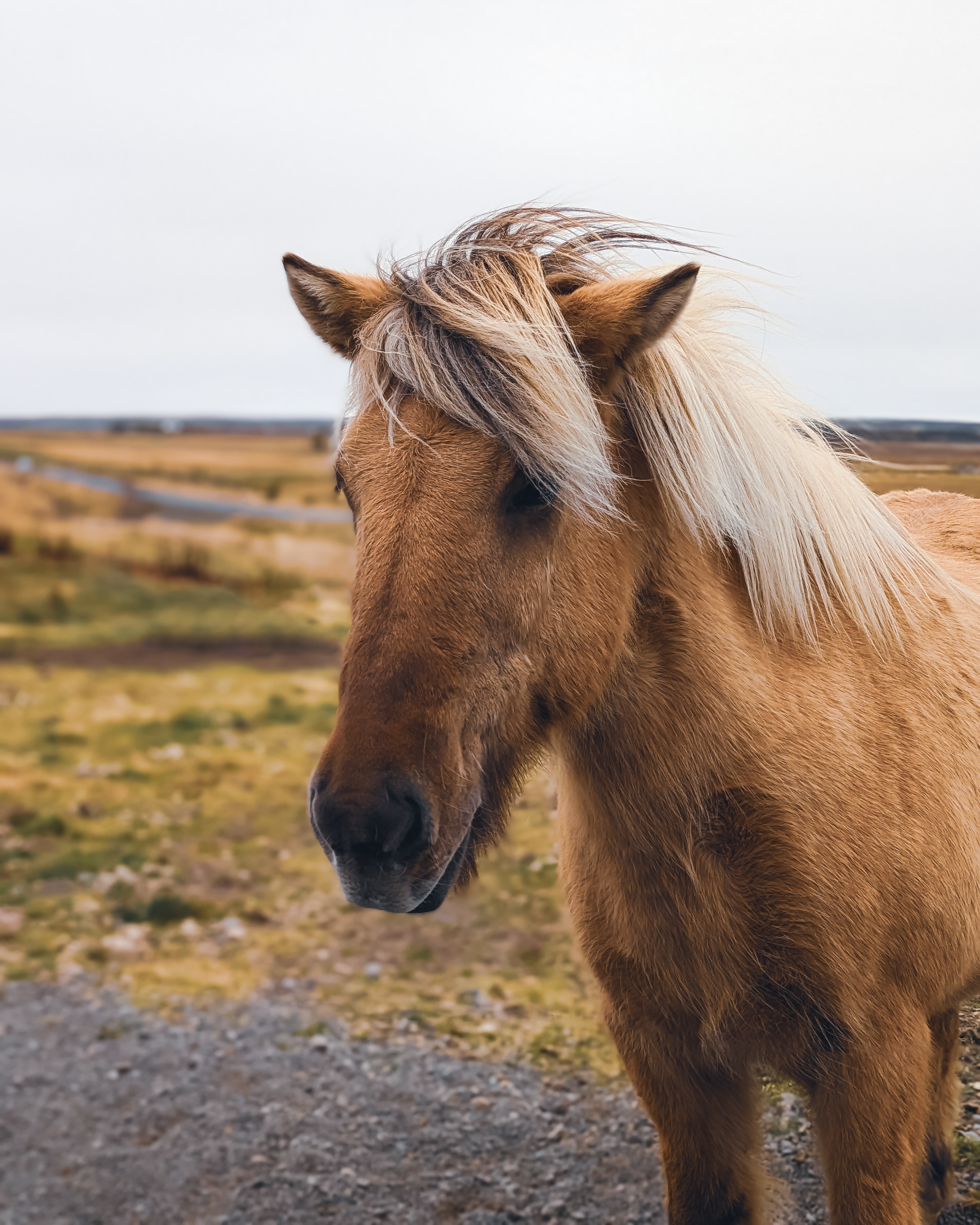Hollandsk Pony Photos, Download The BEST Free Hollandsk Pony Stock ...