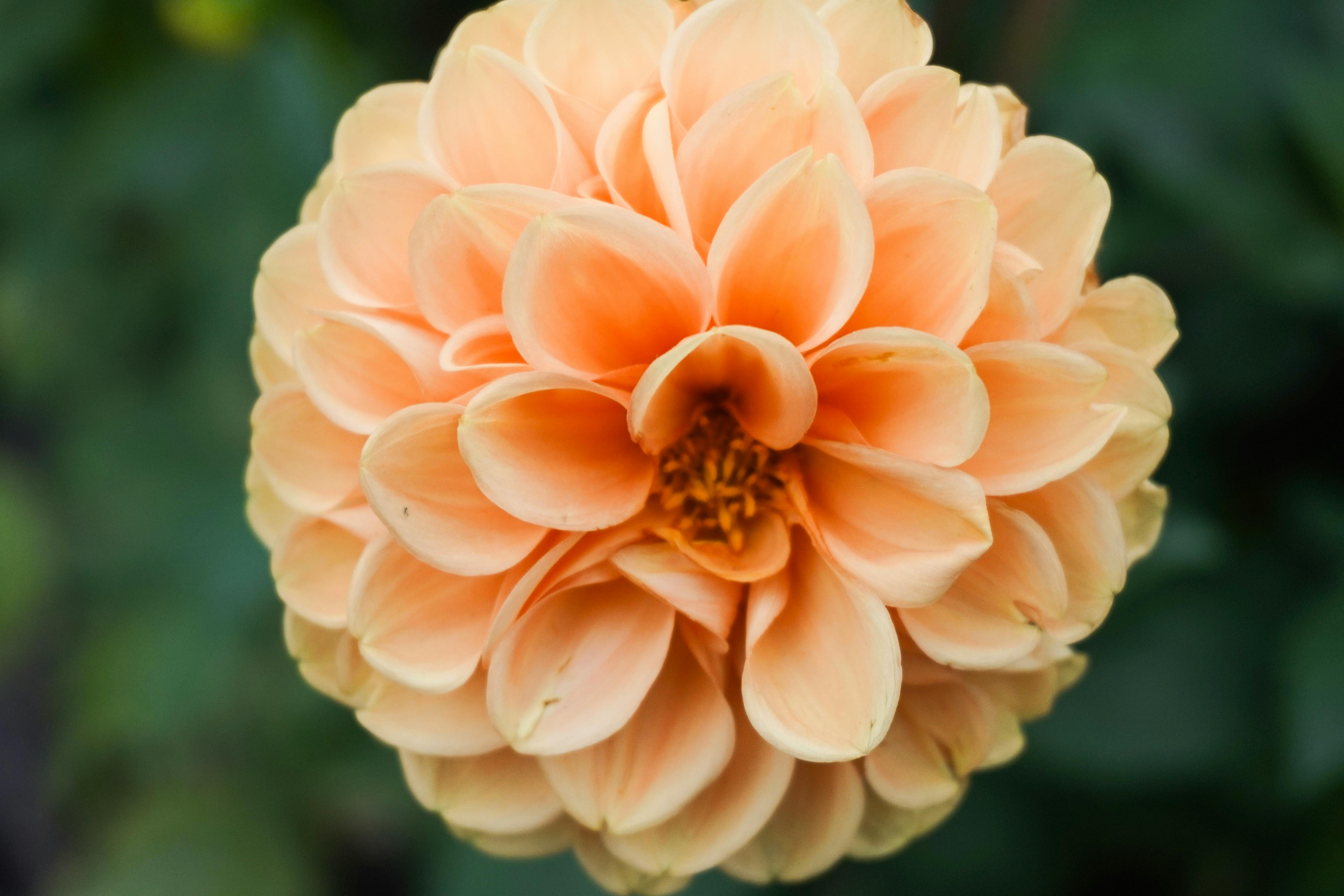 Close-Up of Peach Dahlia Flower in Bloom · Free Stock Photo