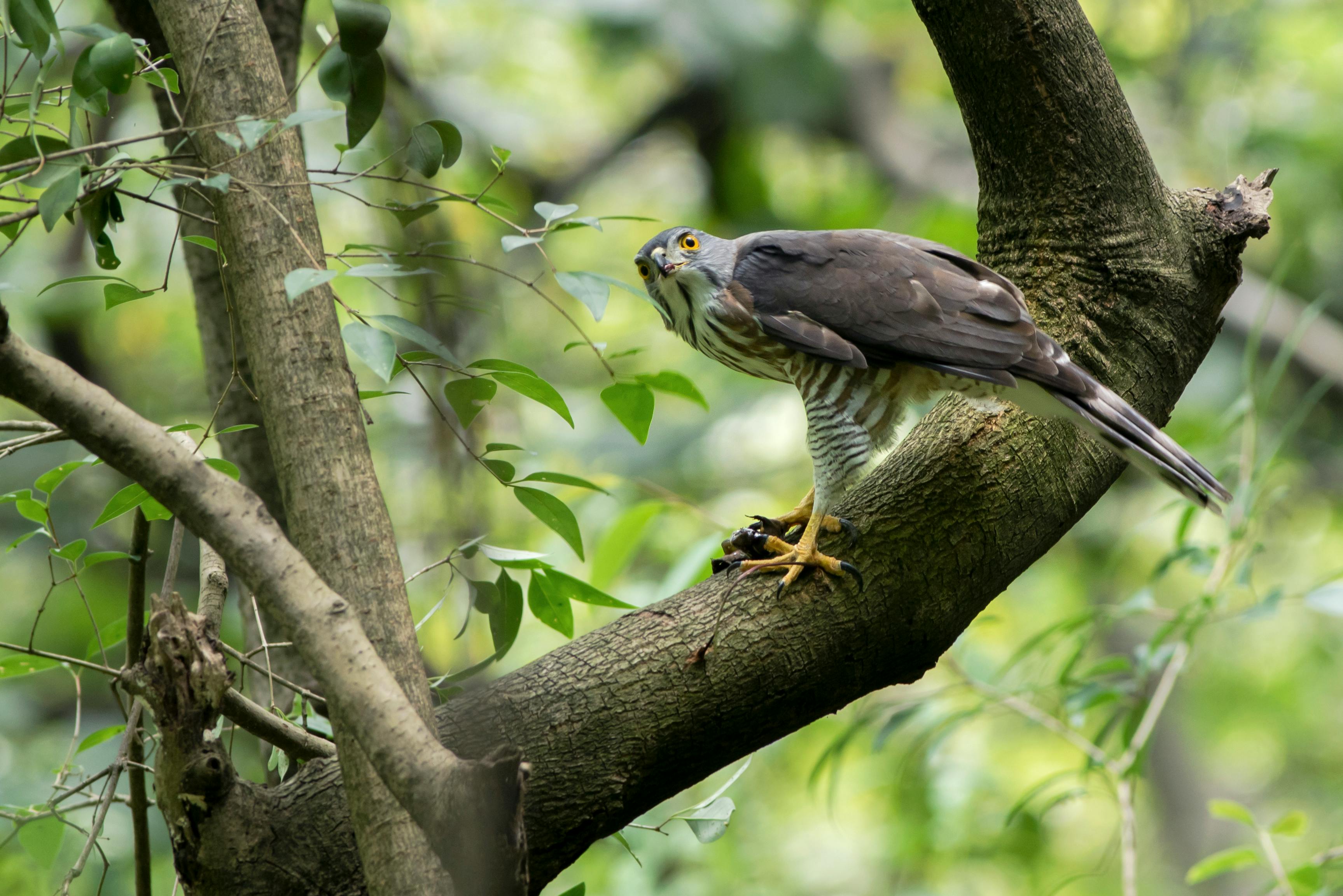 Eurasian Sparrowhawk Perched on a Tree Branch · Free Stock Photo