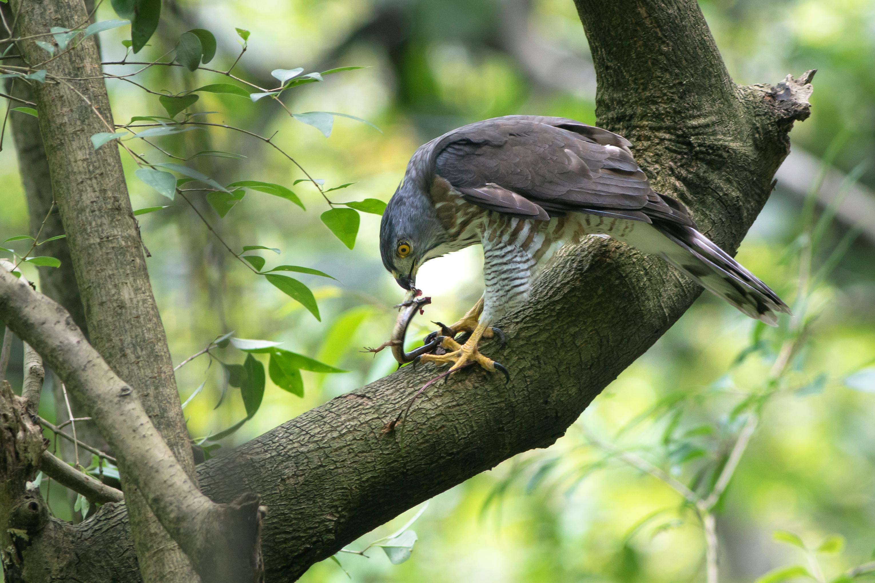 Shikra Hawk Feeding on Tree Branch · Free Stock Photo