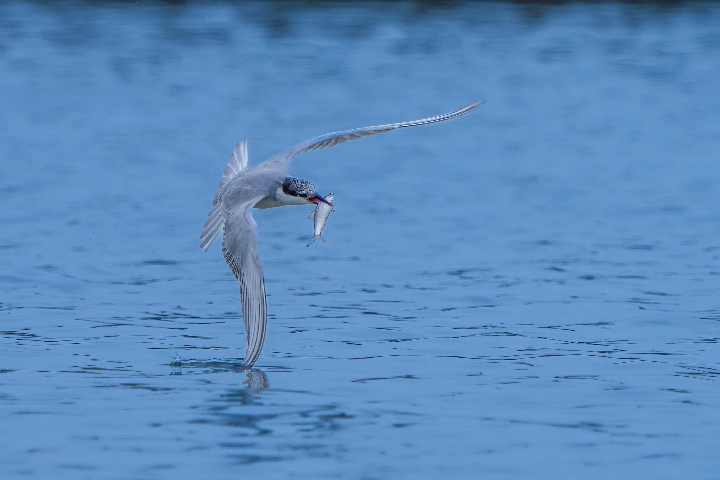 Elegant Tern with Fish Over Vibrant Blue Waters · Free Stock Photo