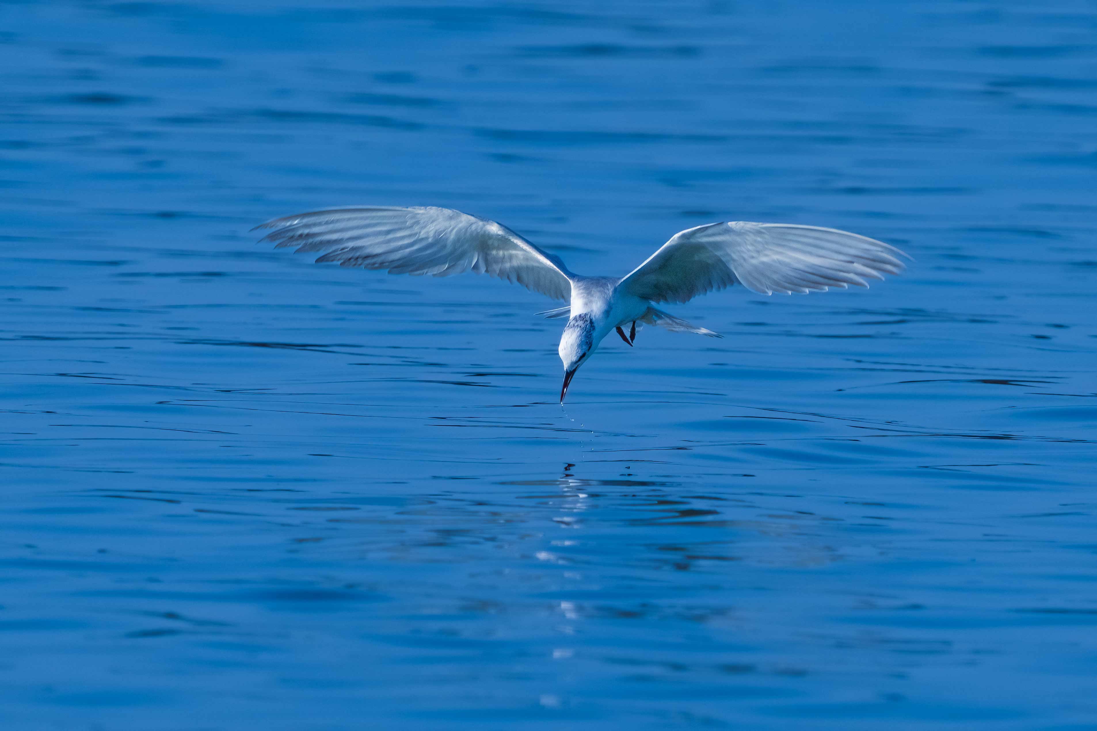 Graceful Bird Catching Prey Over Water · Free Stock Photo