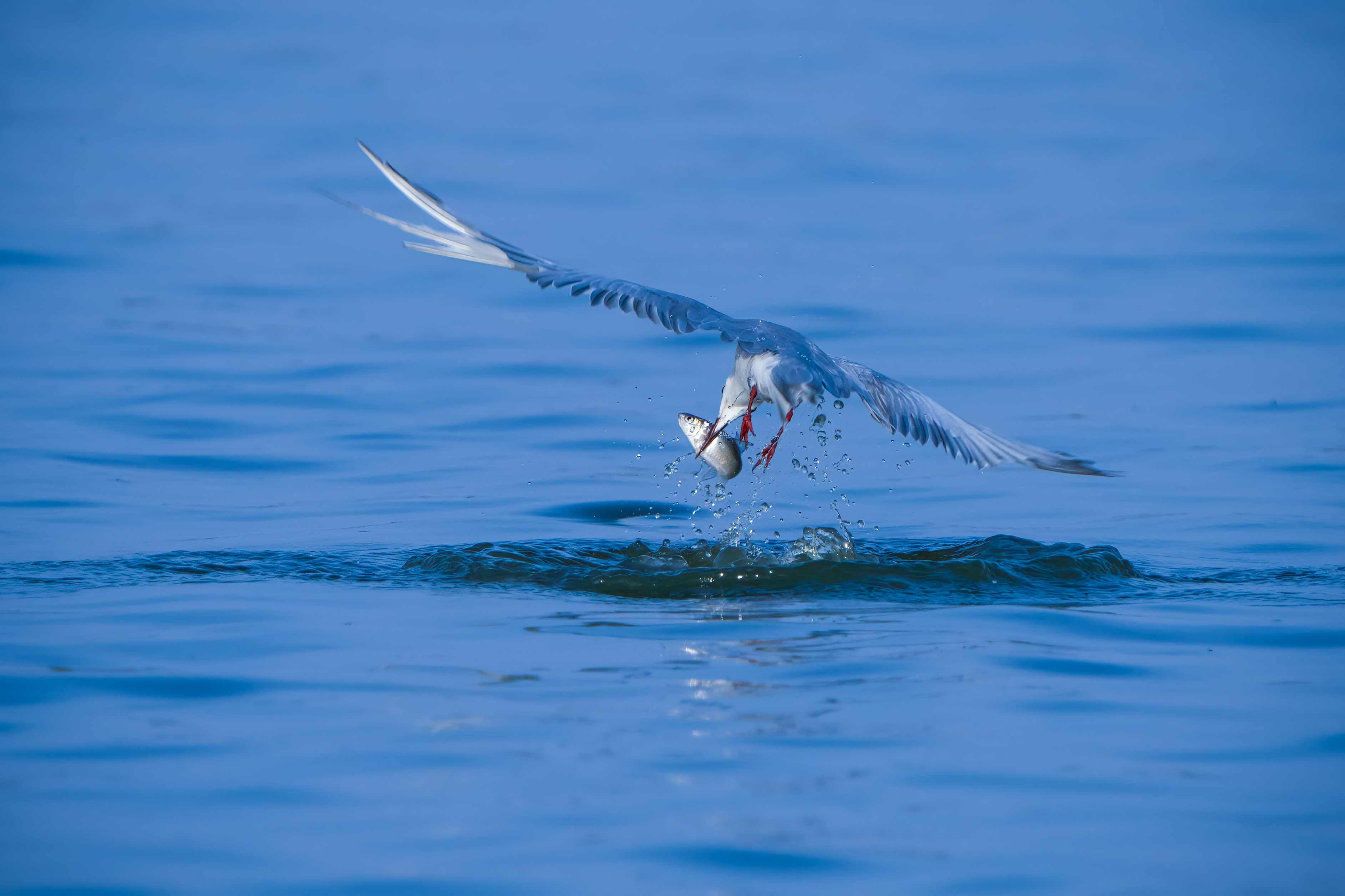 Seagull Catching Fish in Mid-Air Over Ocean · Free Stock Photo