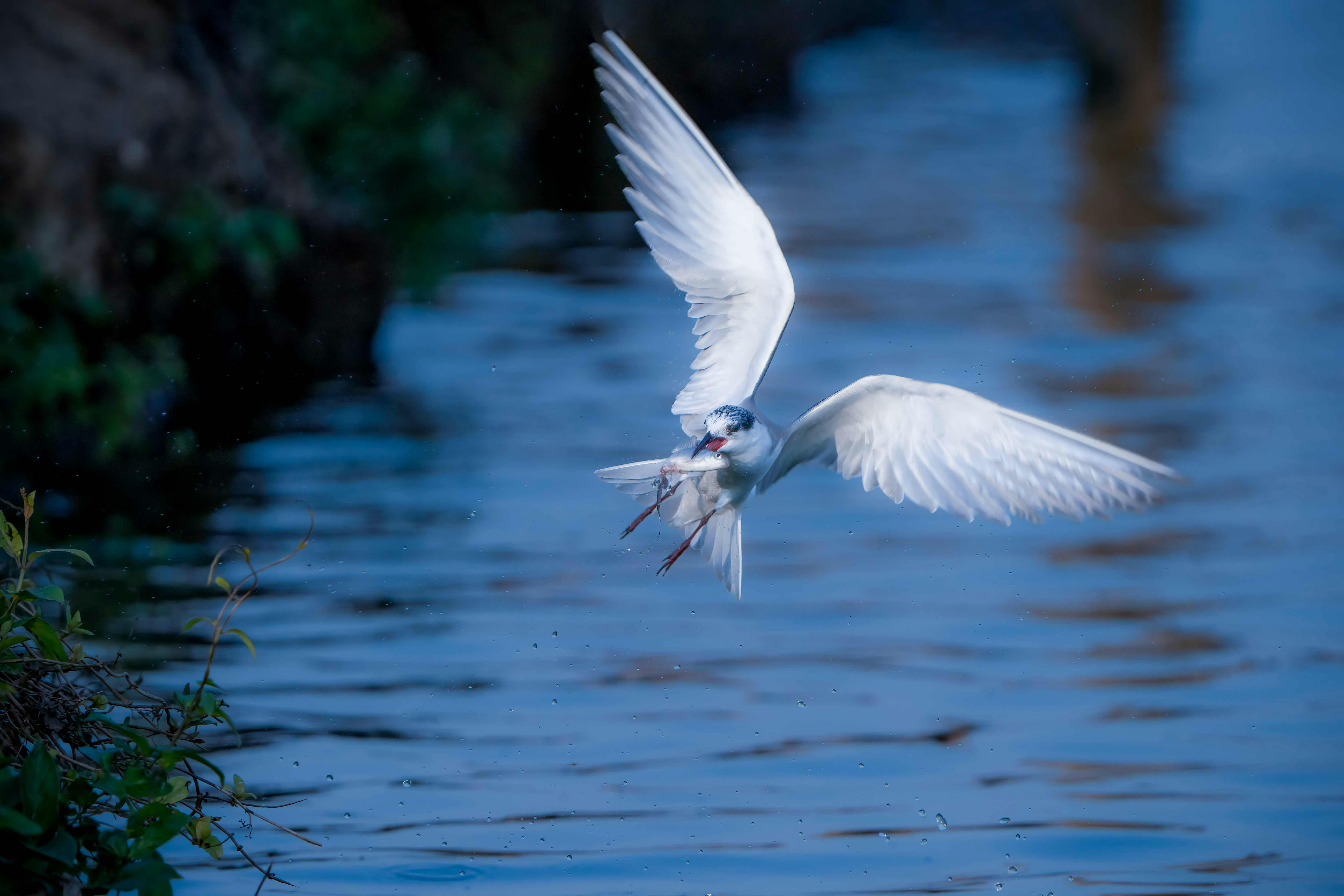 White Bird in Flight Over Water with Catch · Free Stock Photo