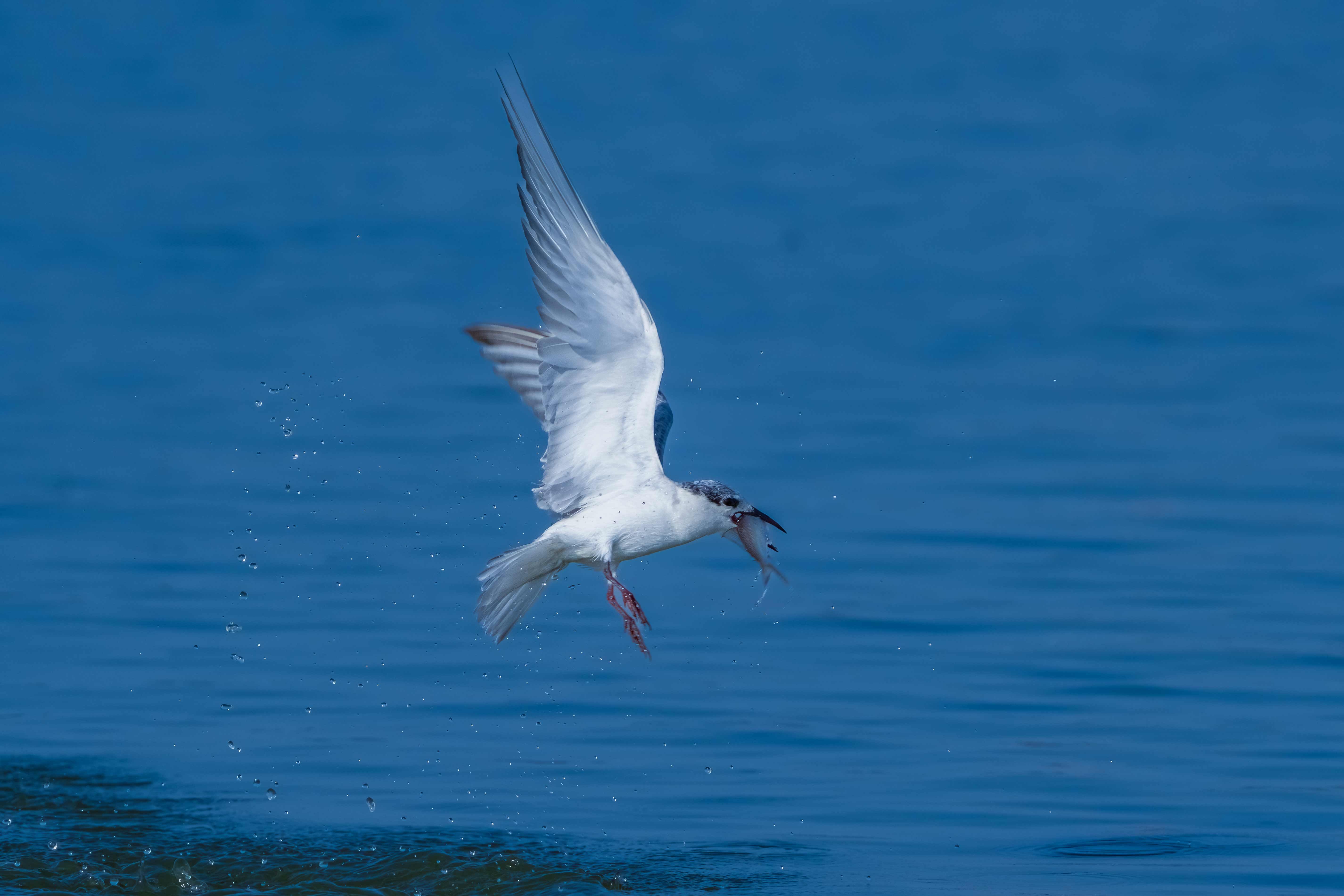 Elegant Tern Catching Fish Over Blue Waters · Free Stock Photo