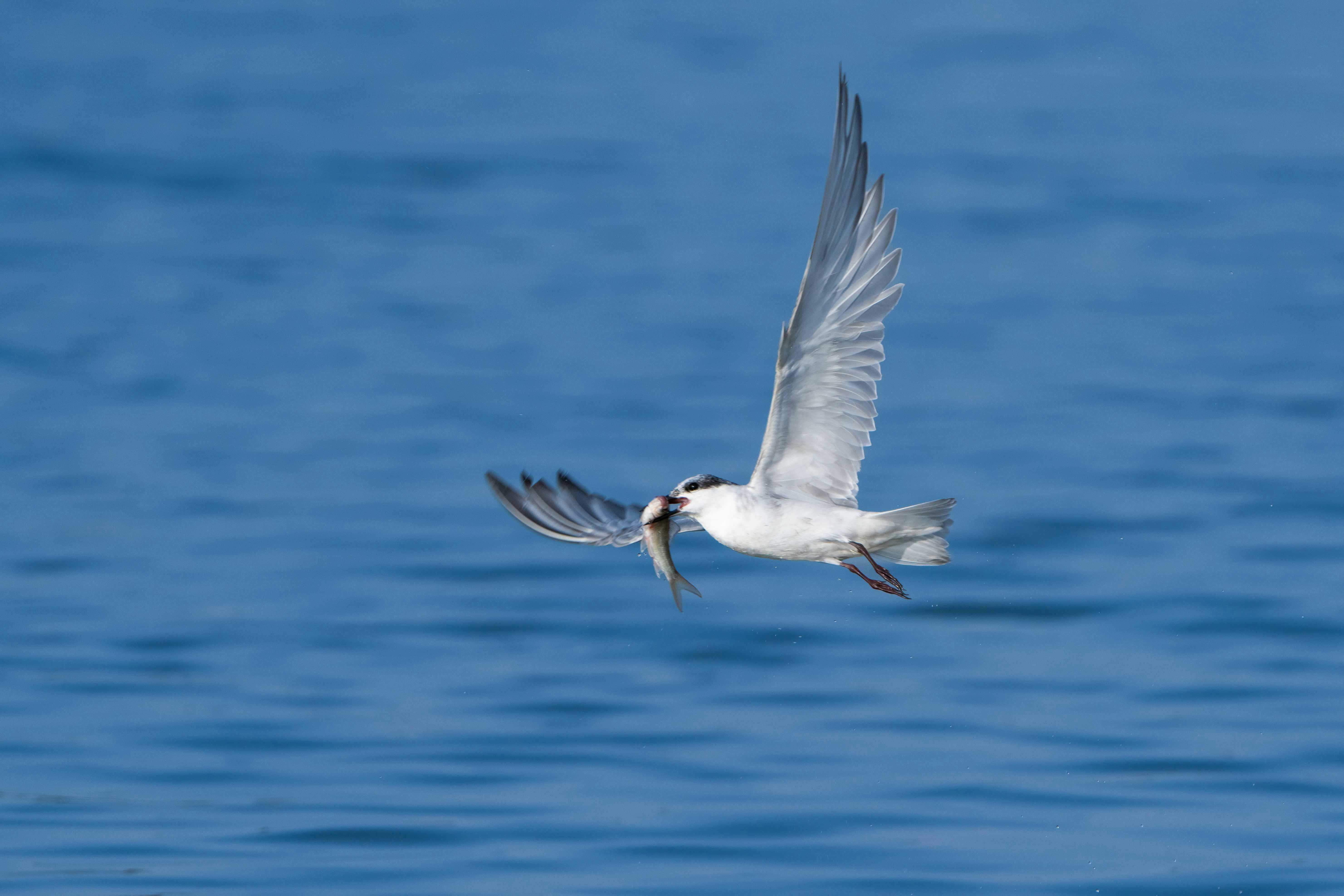Seabird in Flight with Catch Over Ocean Waters · Free Stock Photo