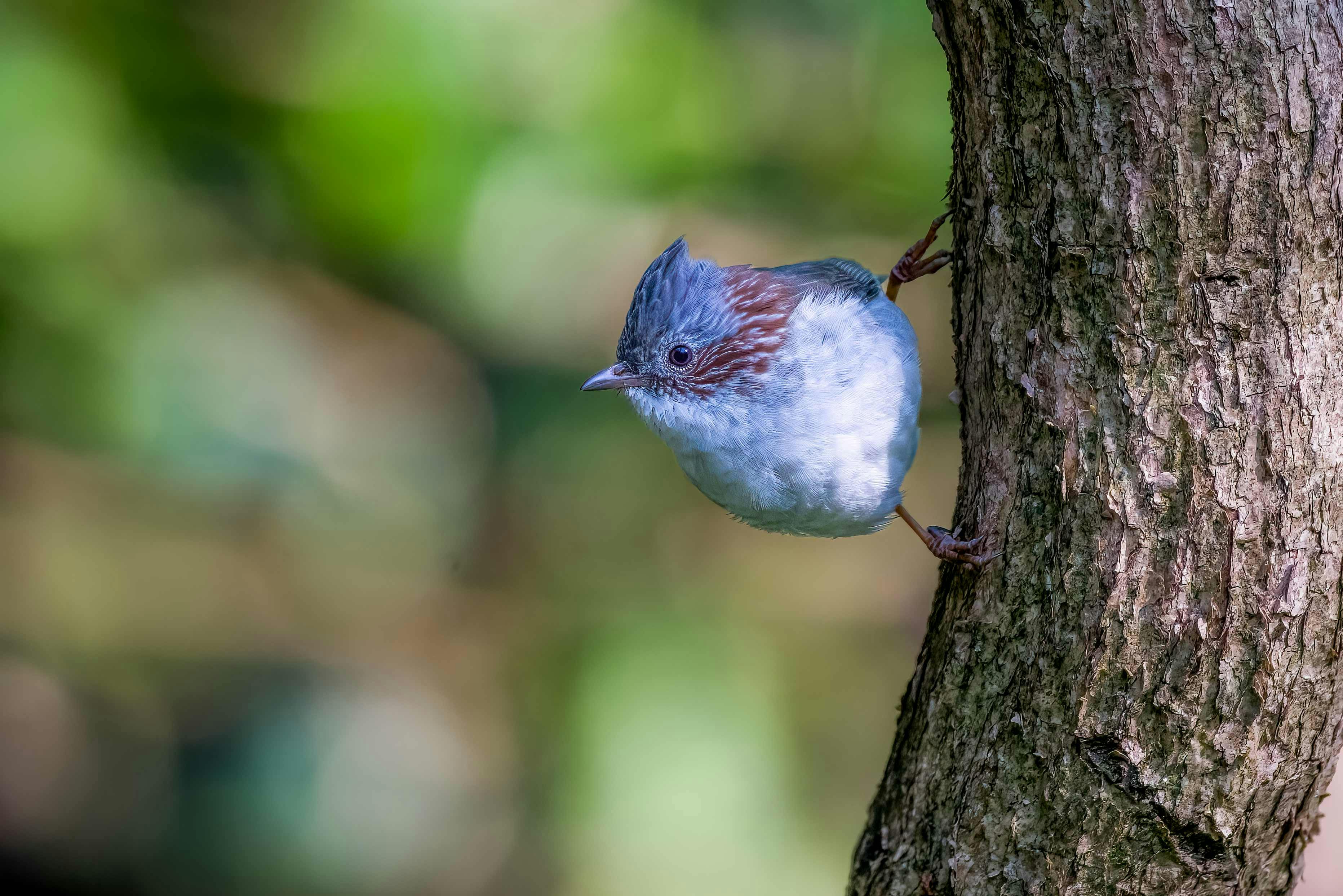 Crested bird on tree trunk in natural habitat · Free Stock Photo