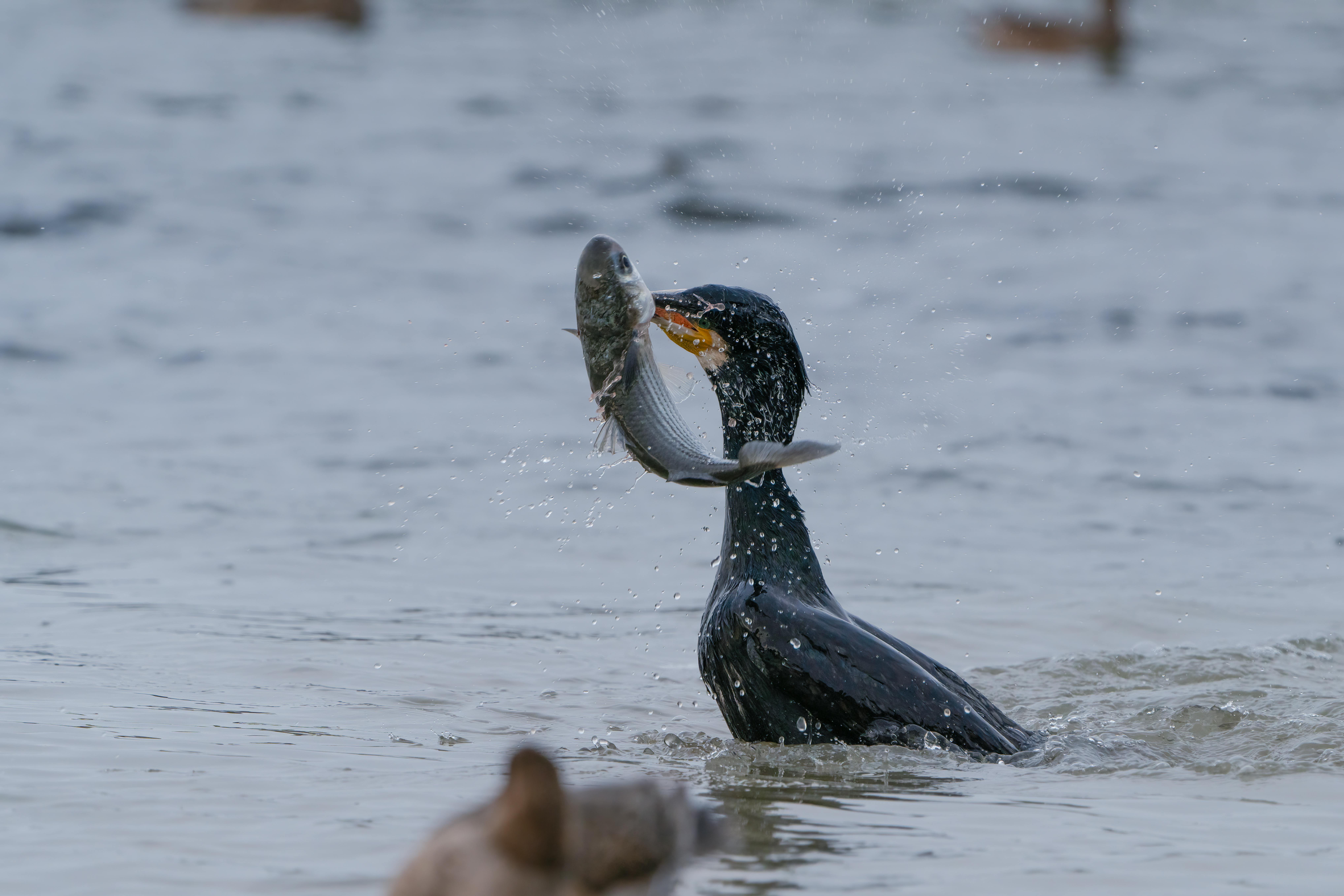 Cormorant Catching Fish in Water Action Shot · Free Stock Photo