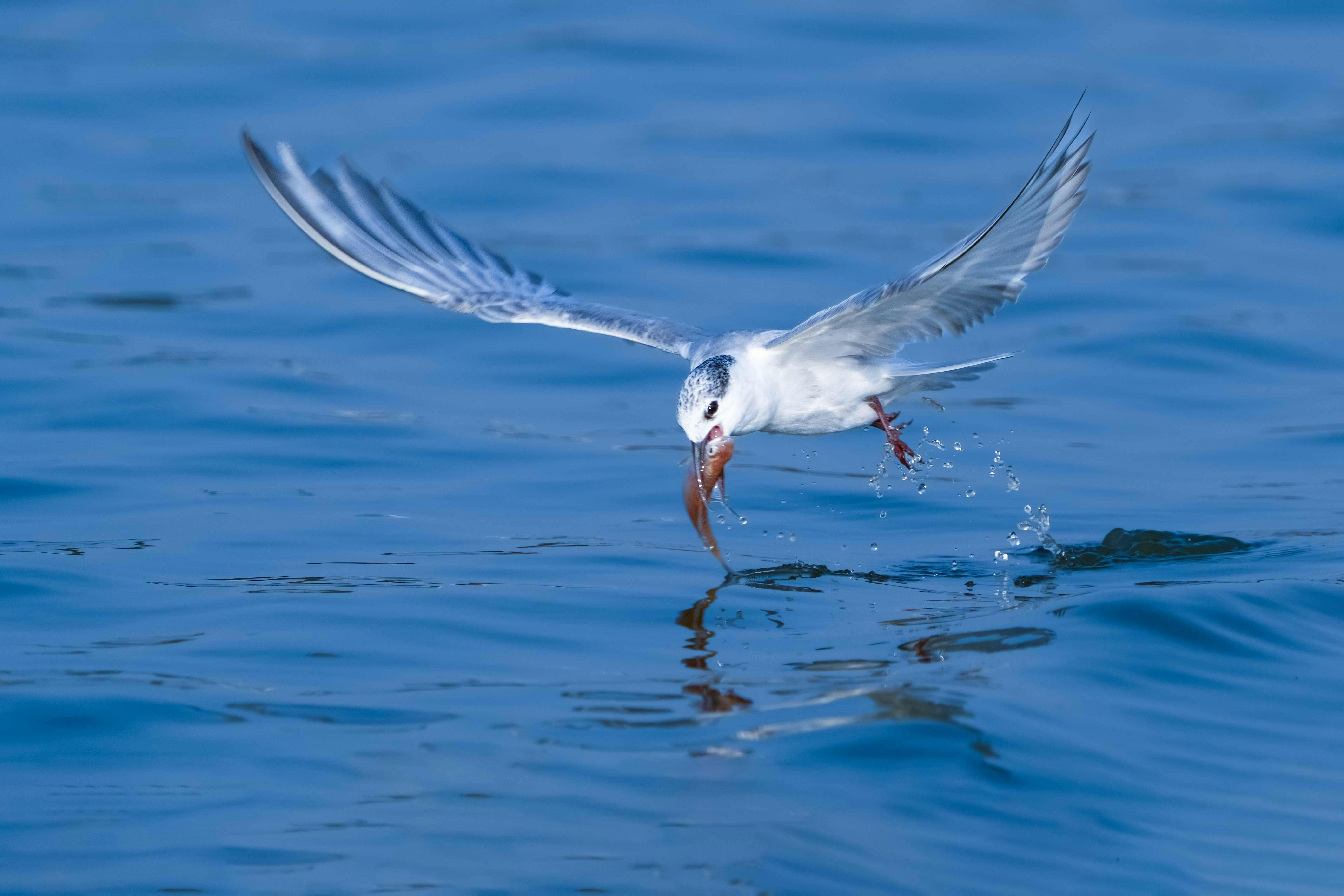 Seagull Catching Fish in Flight Over Ocean · Free Stock Photo