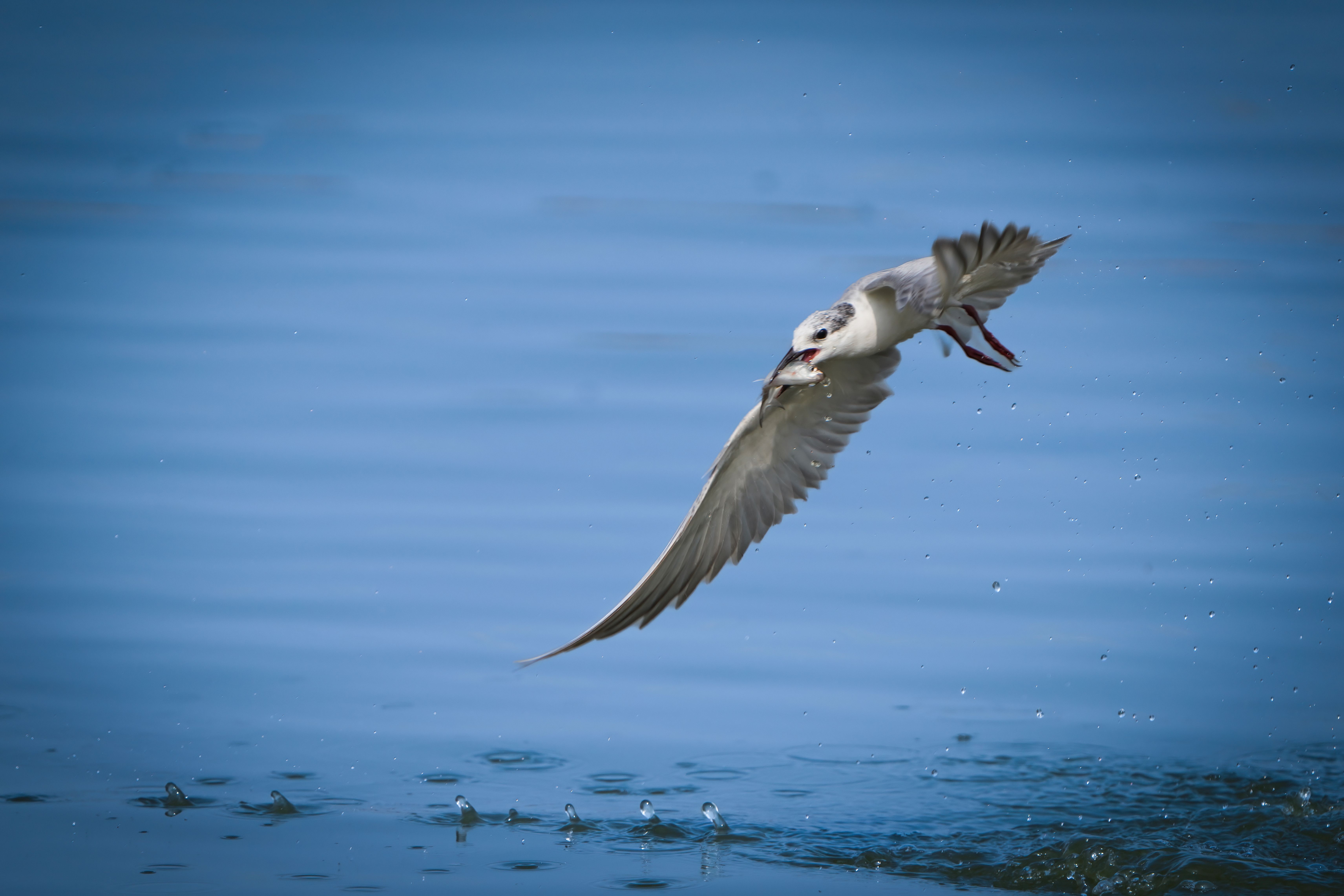 Seagull Capturing Fish in Mid-Air Over Blue Waters · Free Stock Photo