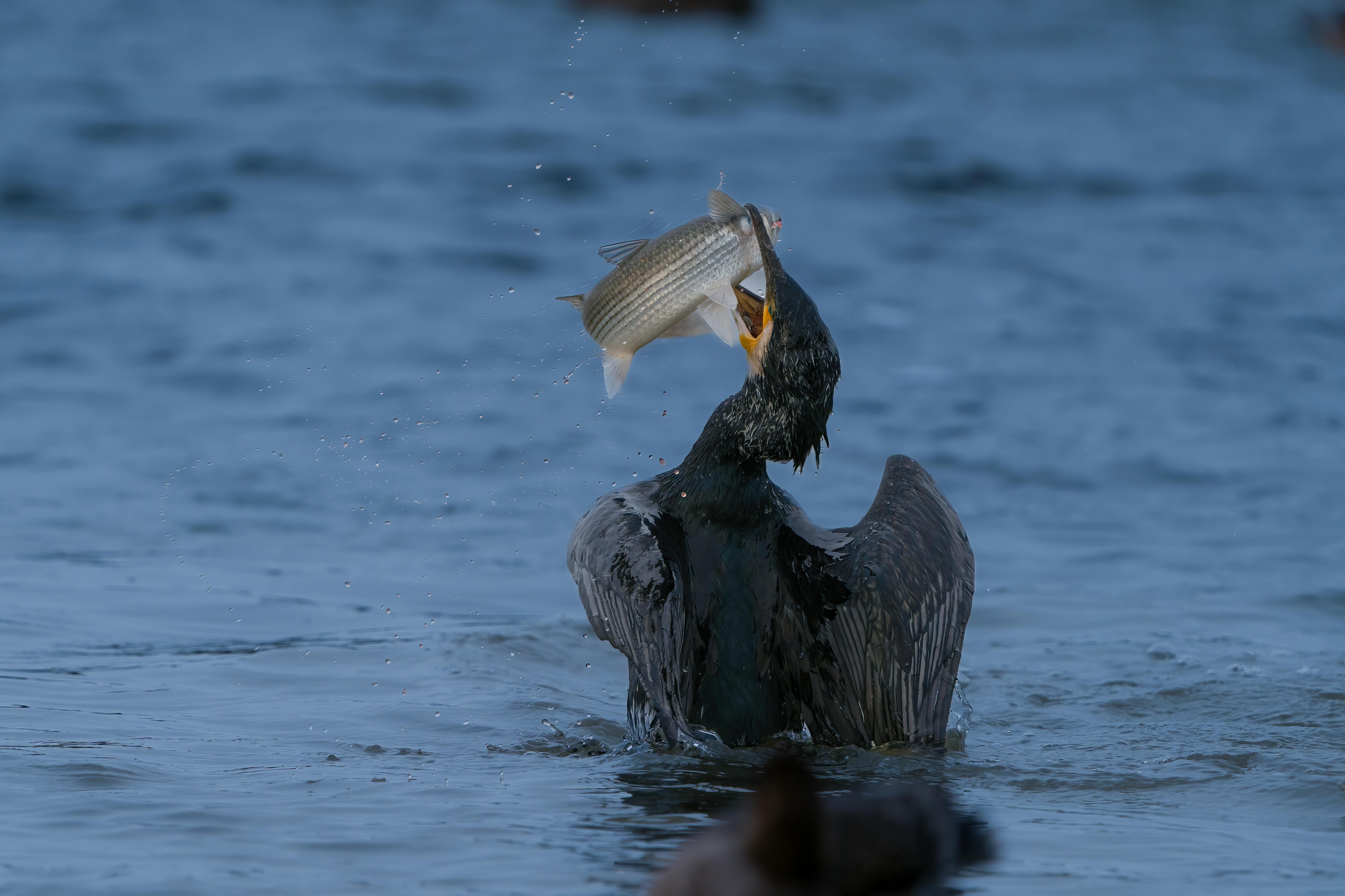 Cormorant Catching Fish in Ocean Waters · Free Stock Photo
