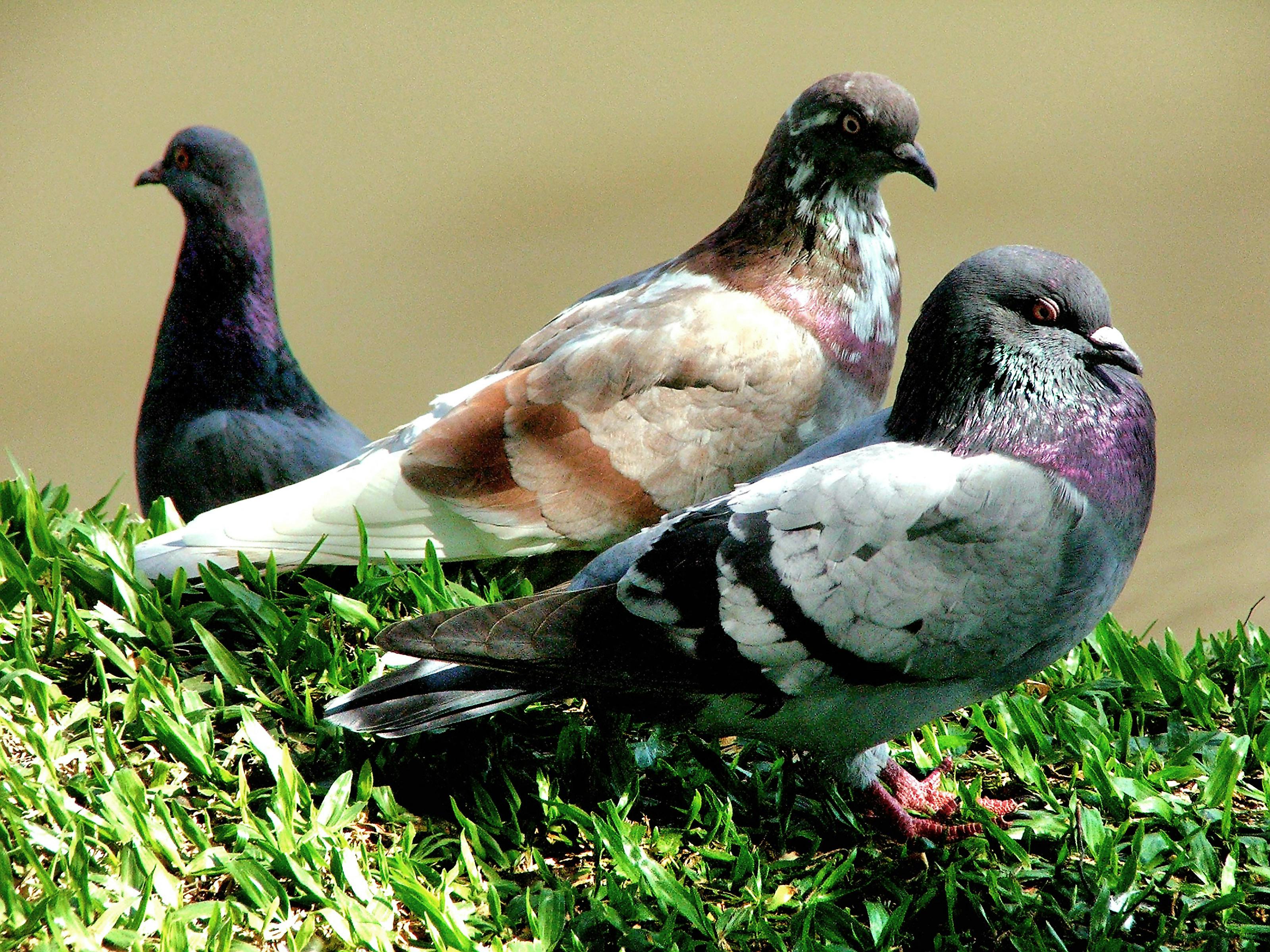 Three Colorful Pigeons on a Sunny Day · Free Stock Photo