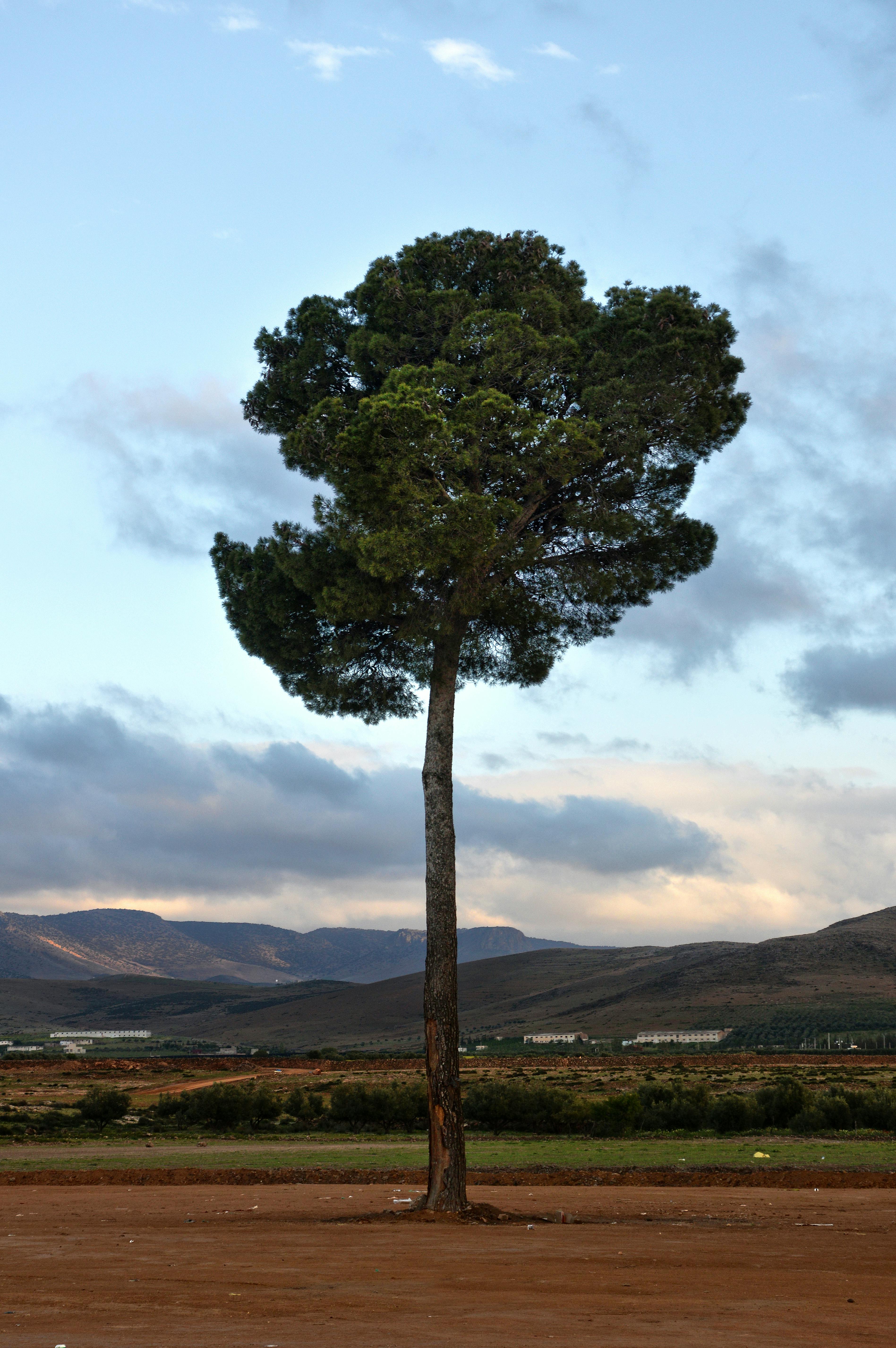Lone Tree in Scenic Moroccan Landscape · Free Stock Photo