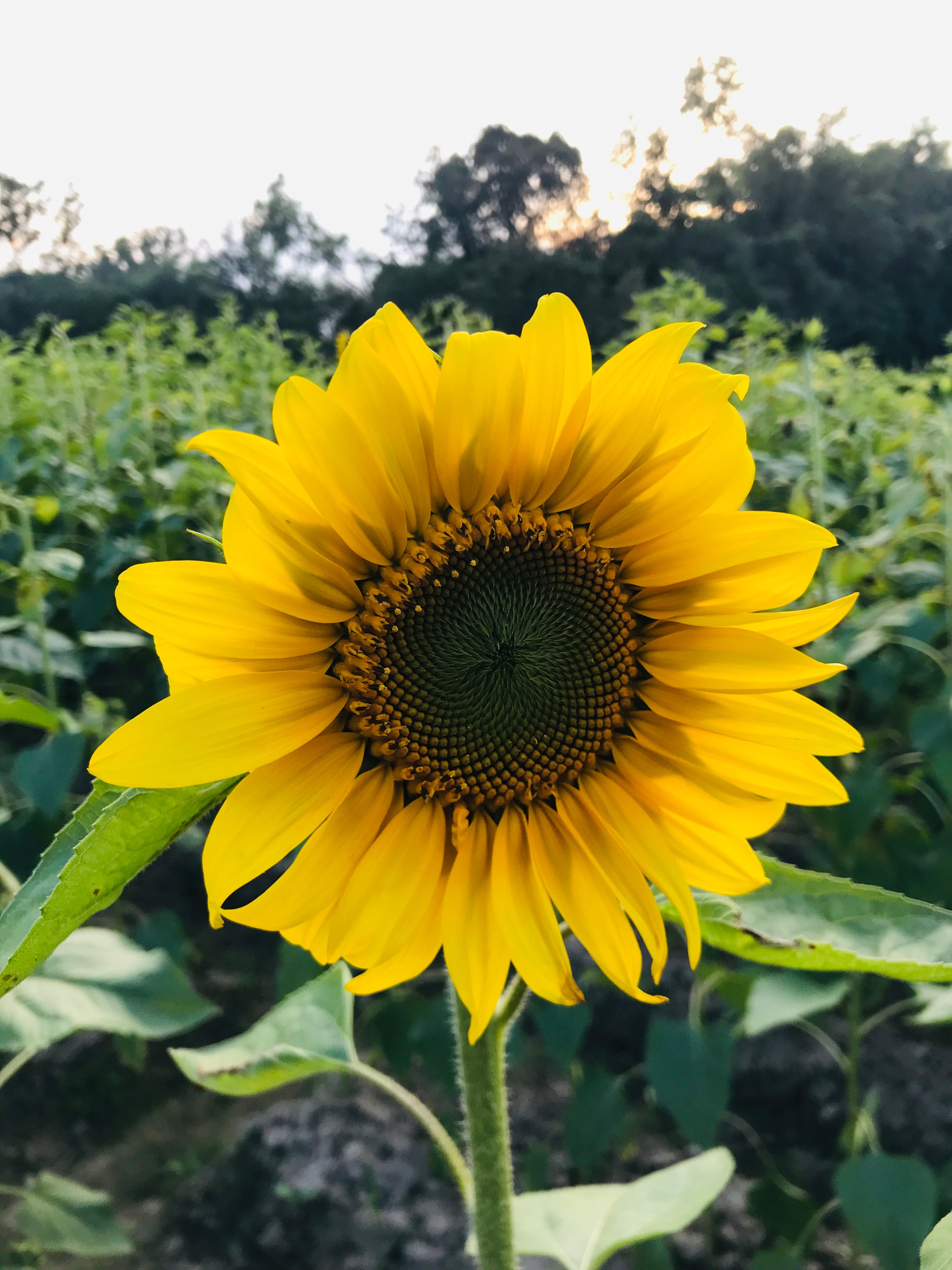Vibrant Sunflower in Bloom, Sylhet Bangladesh · Free Stock Photo
