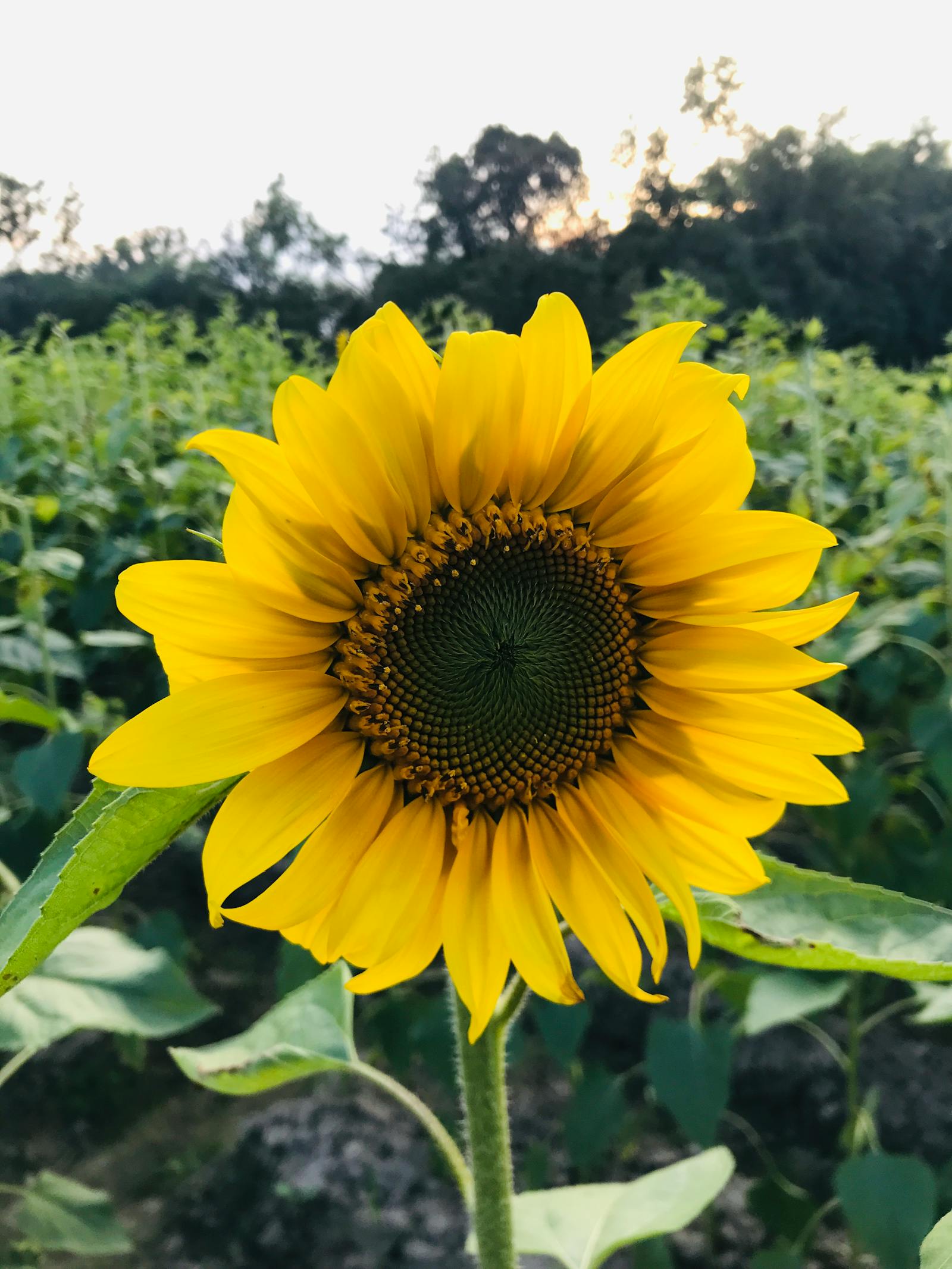 Picture Of Sun Photos, Download The BEST Free Picture Of Sun Stock ...