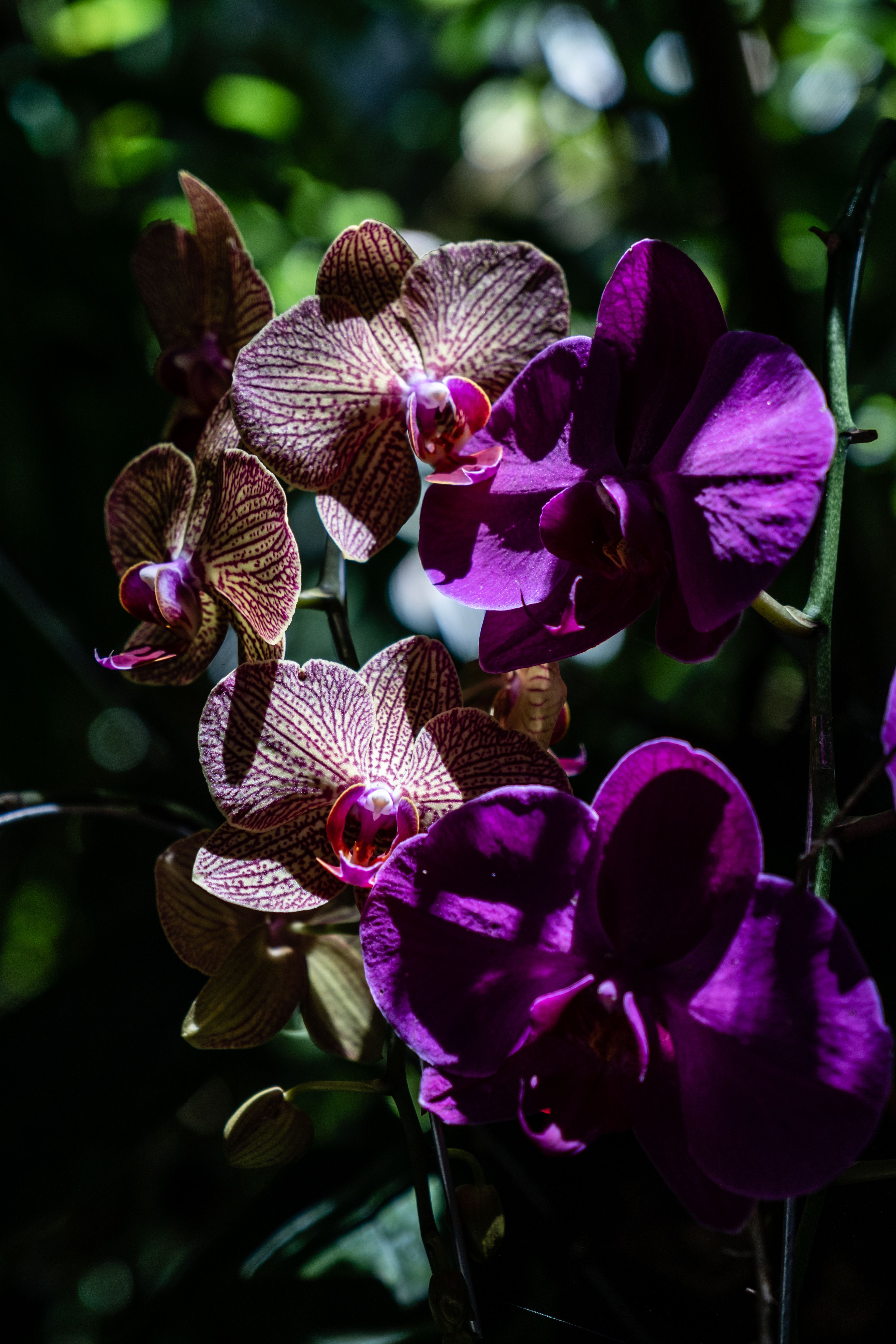 Vivid Purple Orchids in Jungle Setting · Free Stock Photo