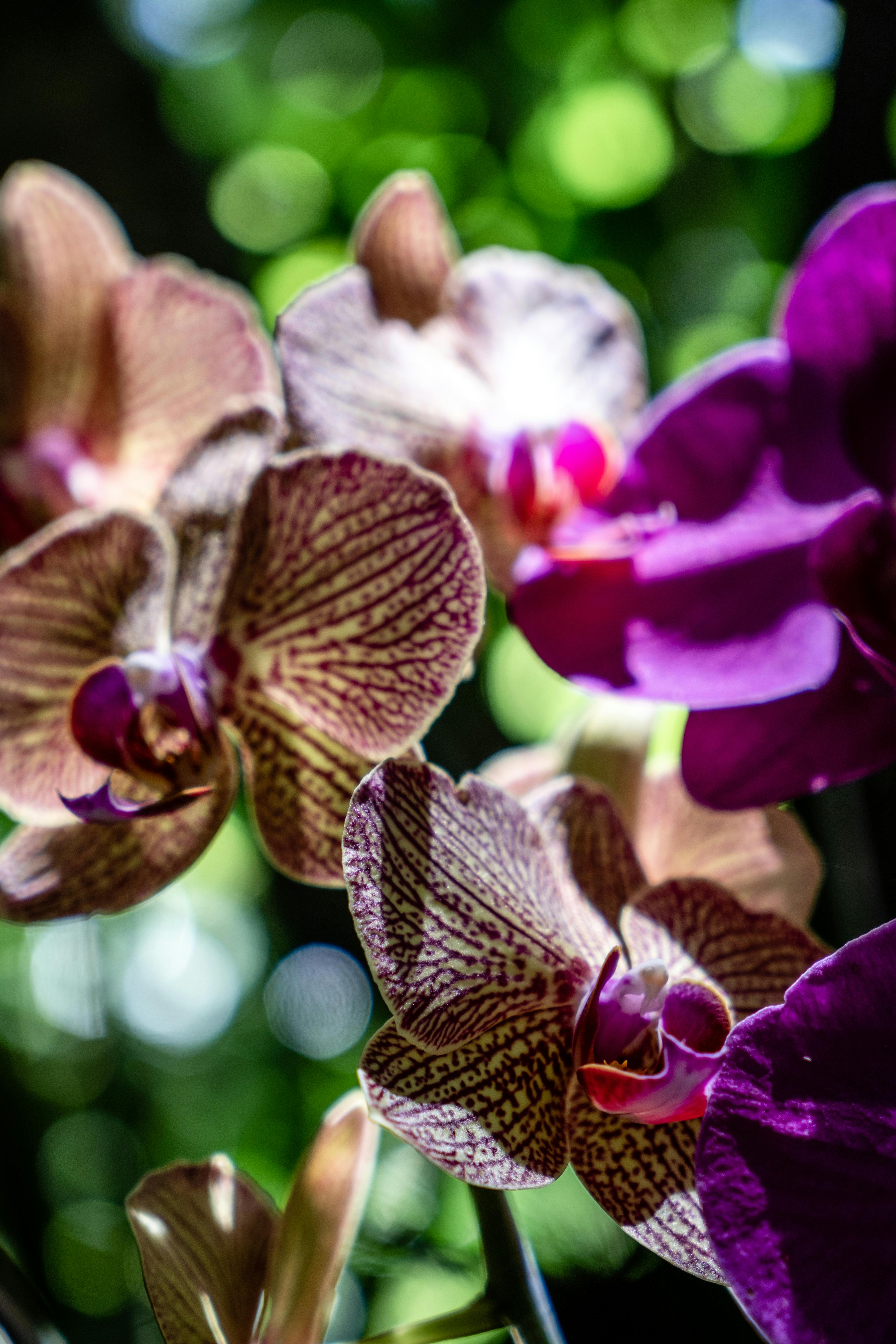 Vibrant Orchids in Lush Indonesian Forest · Free Stock Photo