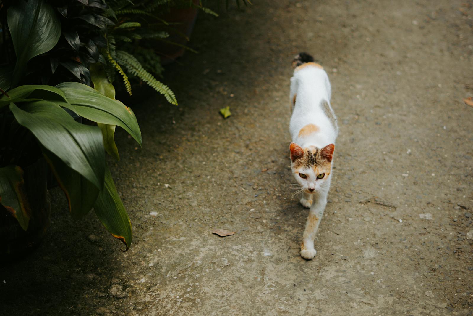 Scared Cat Photos, Download The BEST Free Scared Cat Stock Photos & HD ...