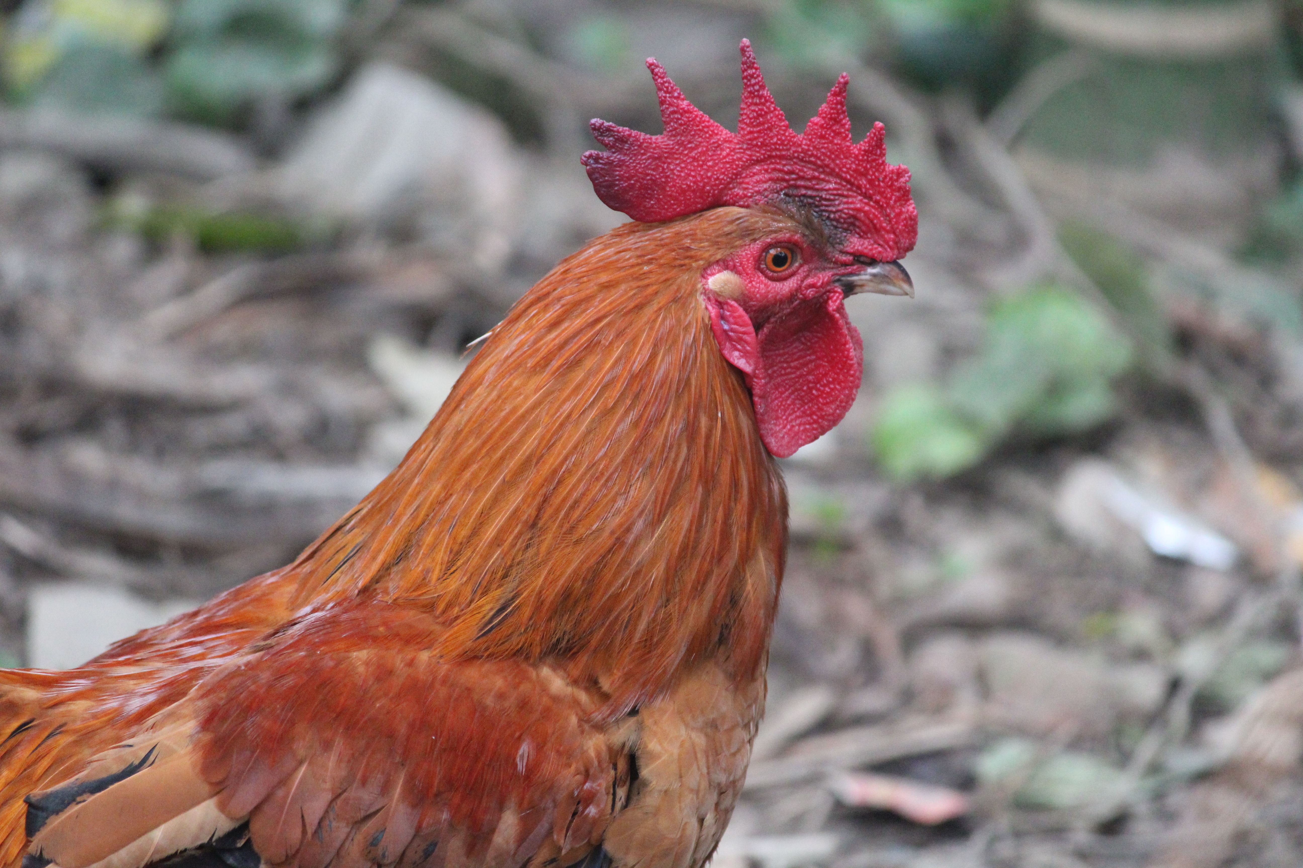 Close-up of a Rooster in a Natural Habitat · Free Stock Photo