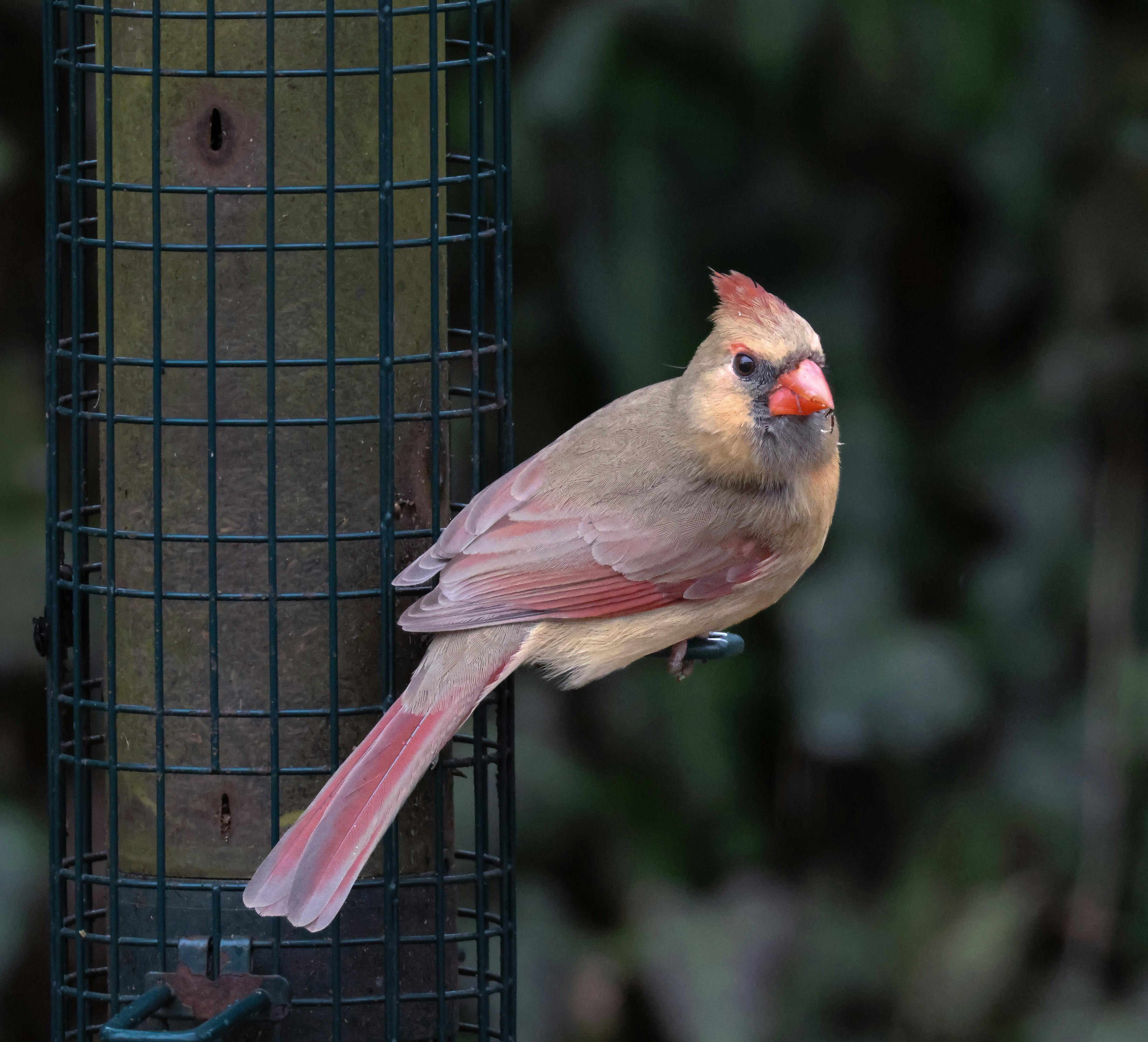 Female Northern Cardinal on Bird Feeder in Darien · Free Stock Photo