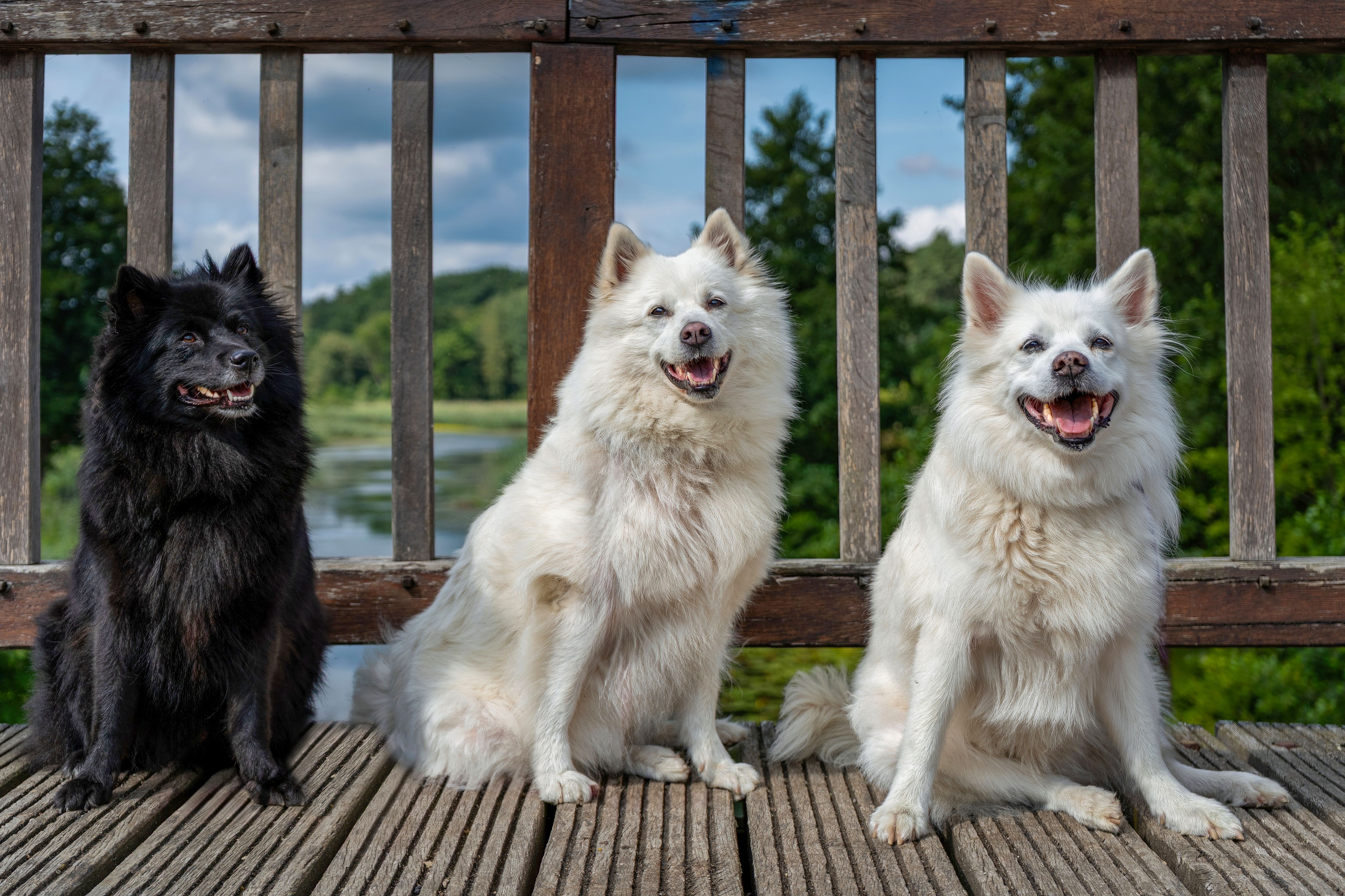 Trío De Grandes Spitz En El Puente · Foto de stock gratuita