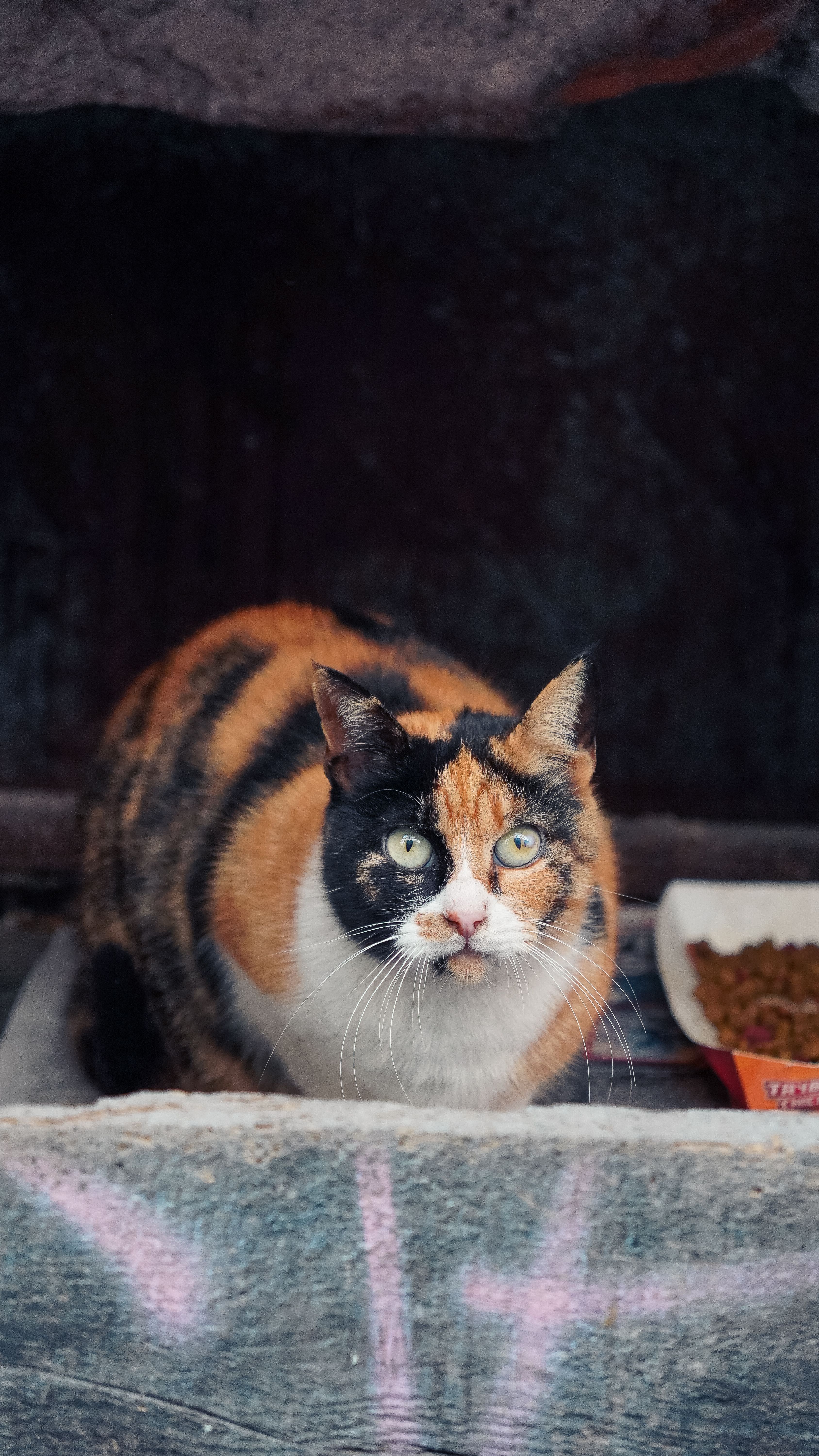 Calico Cat in Istanbul Street Scene · Free Stock Photo