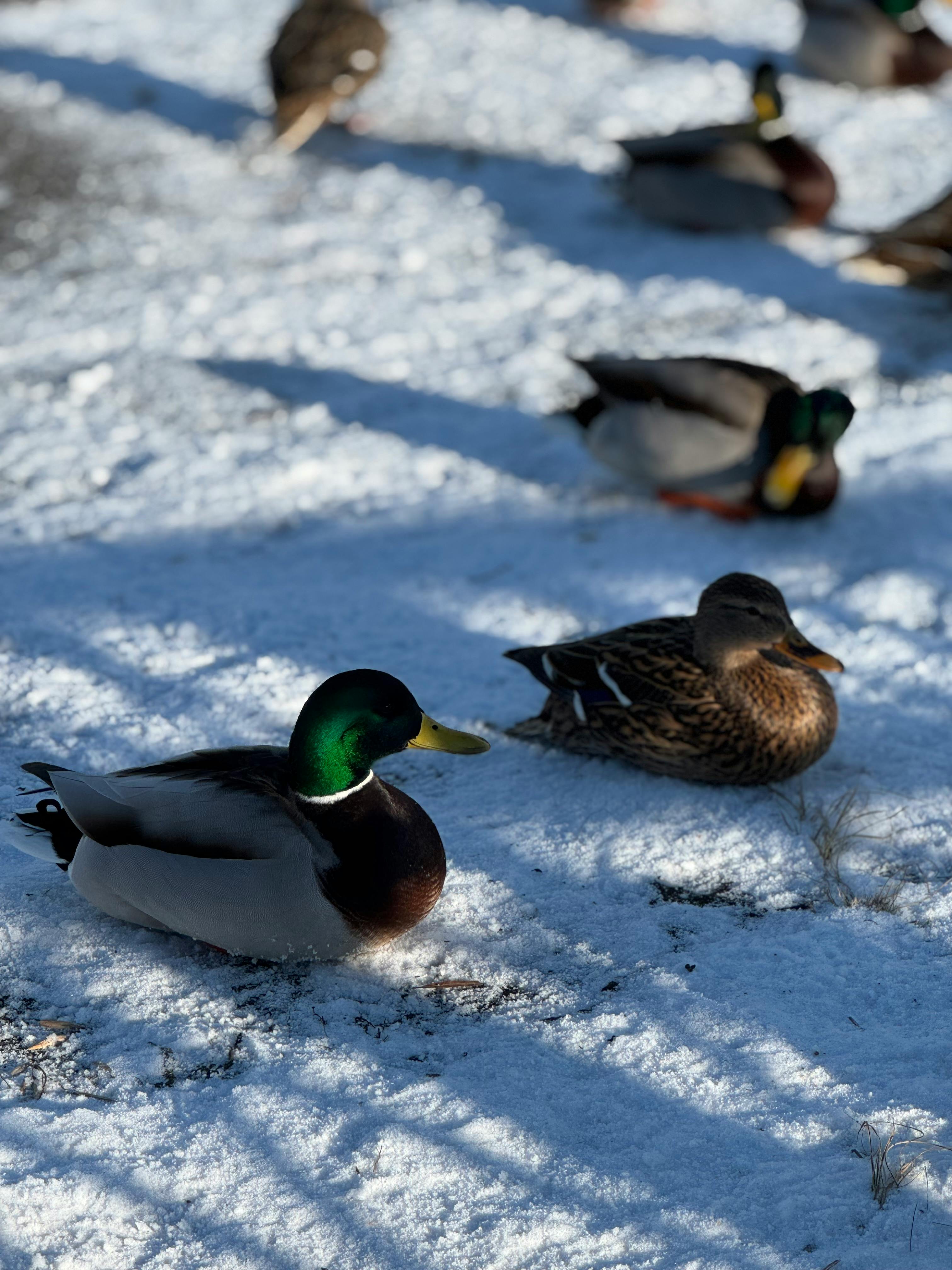 Mallard Ducks Resting on Snow in Winter Sunlight · Free Stock Photo