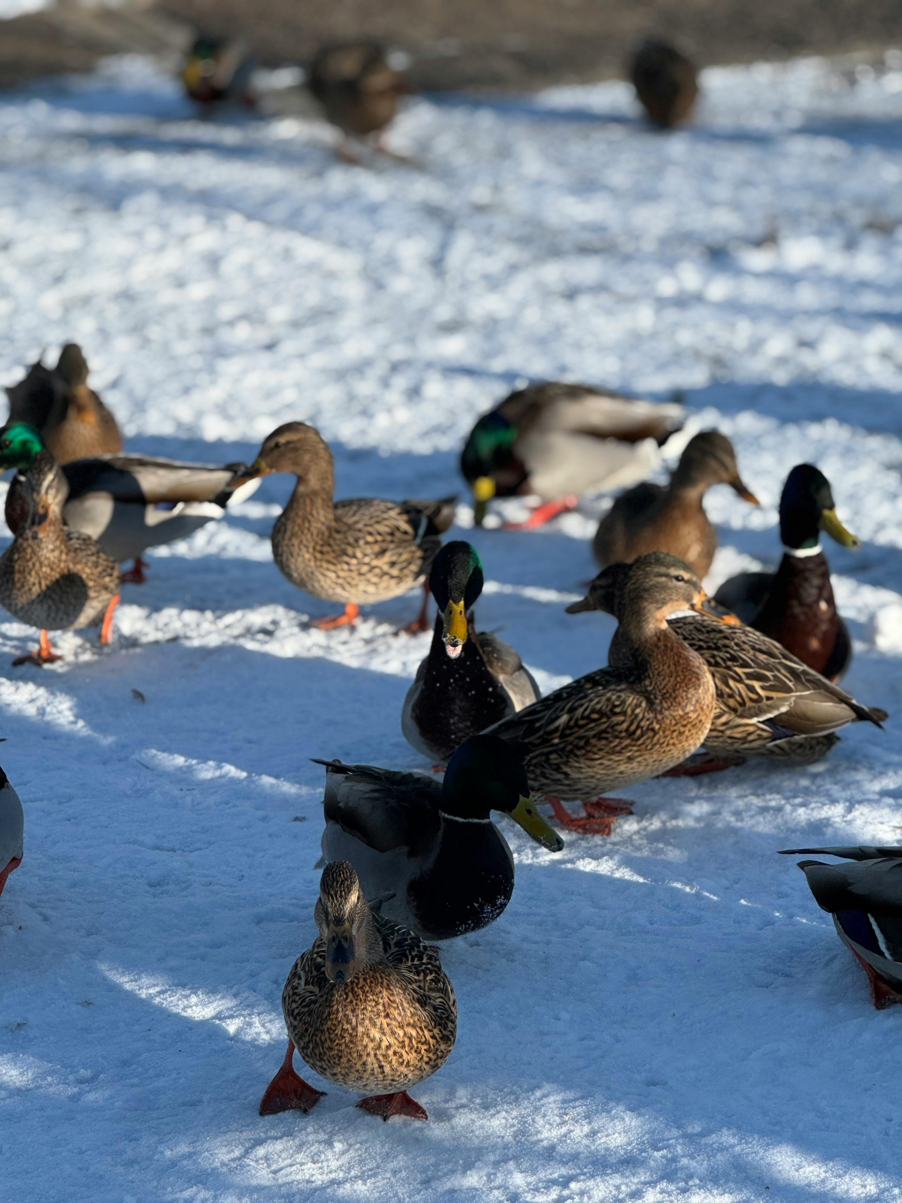 Flock of Mallard Ducks on Snowy Ground · Free Stock Photo