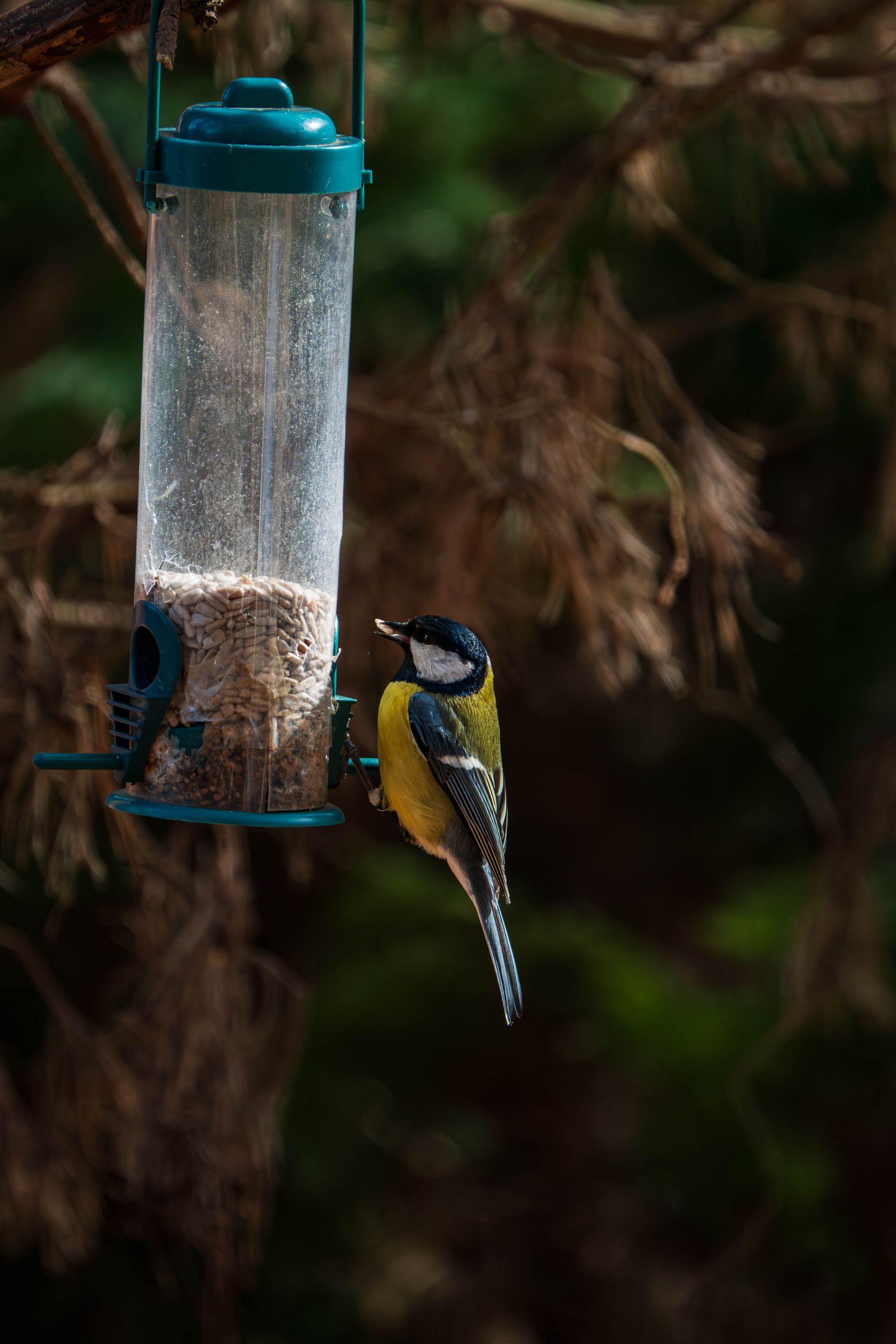Bird Food Photos, Download The BEST Free Bird Food Stock Photos & HD Images