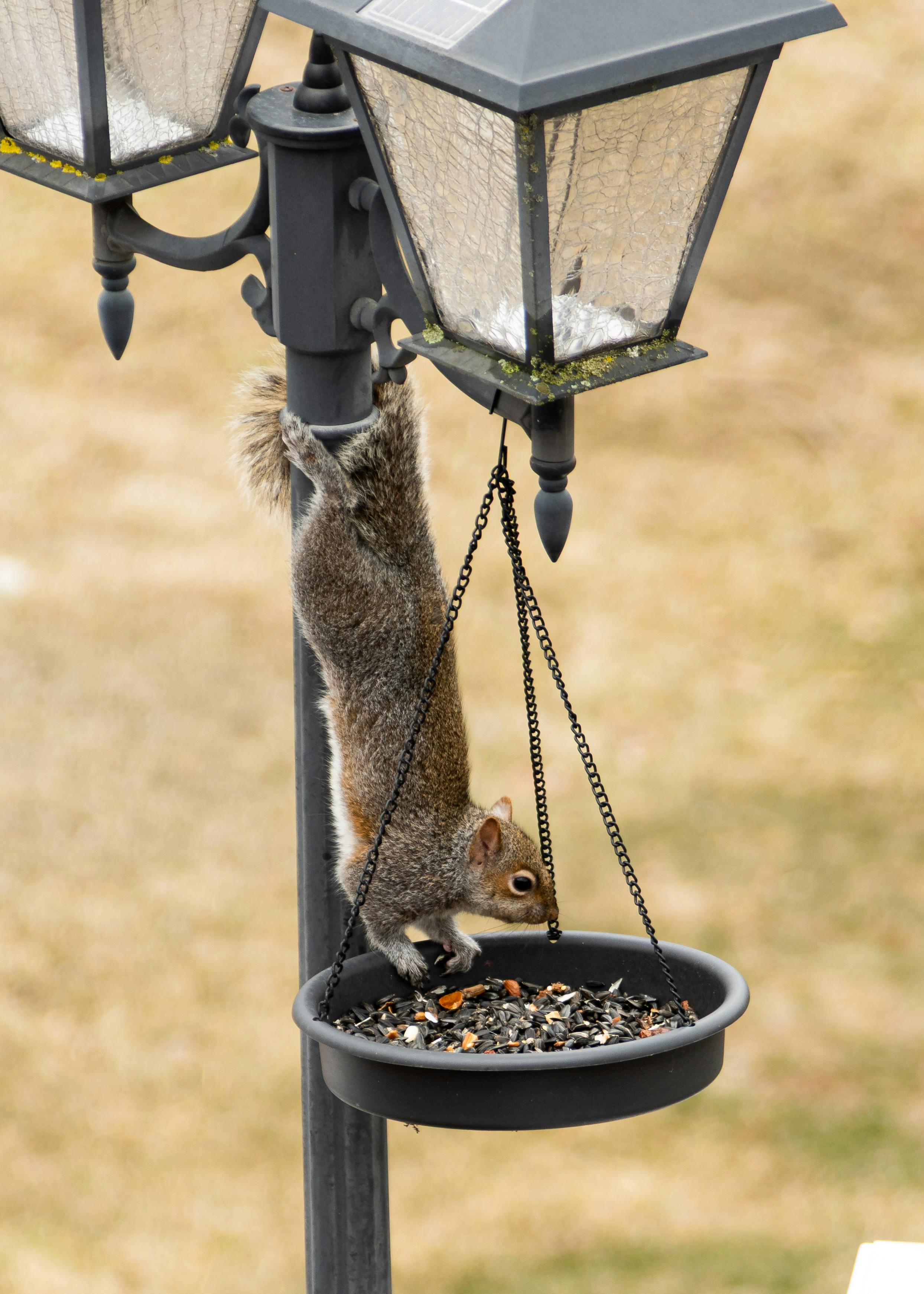 Squirrel Hanging Photos, Download The BEST Free Squirrel Hanging Stock ...