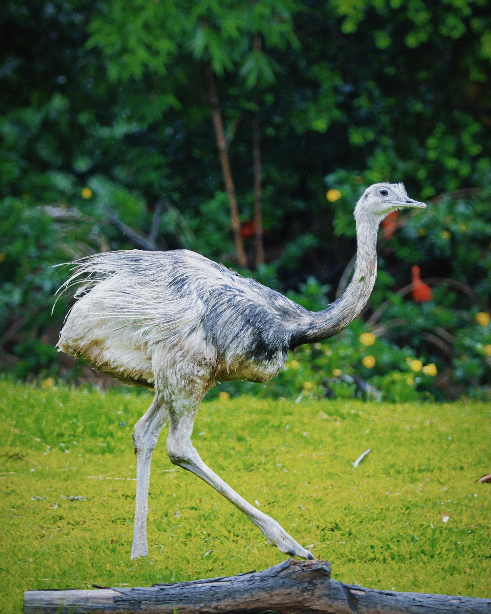 Rhea Bird Photos, Download The BEST Free Rhea Bird Stock Photos & HD Images