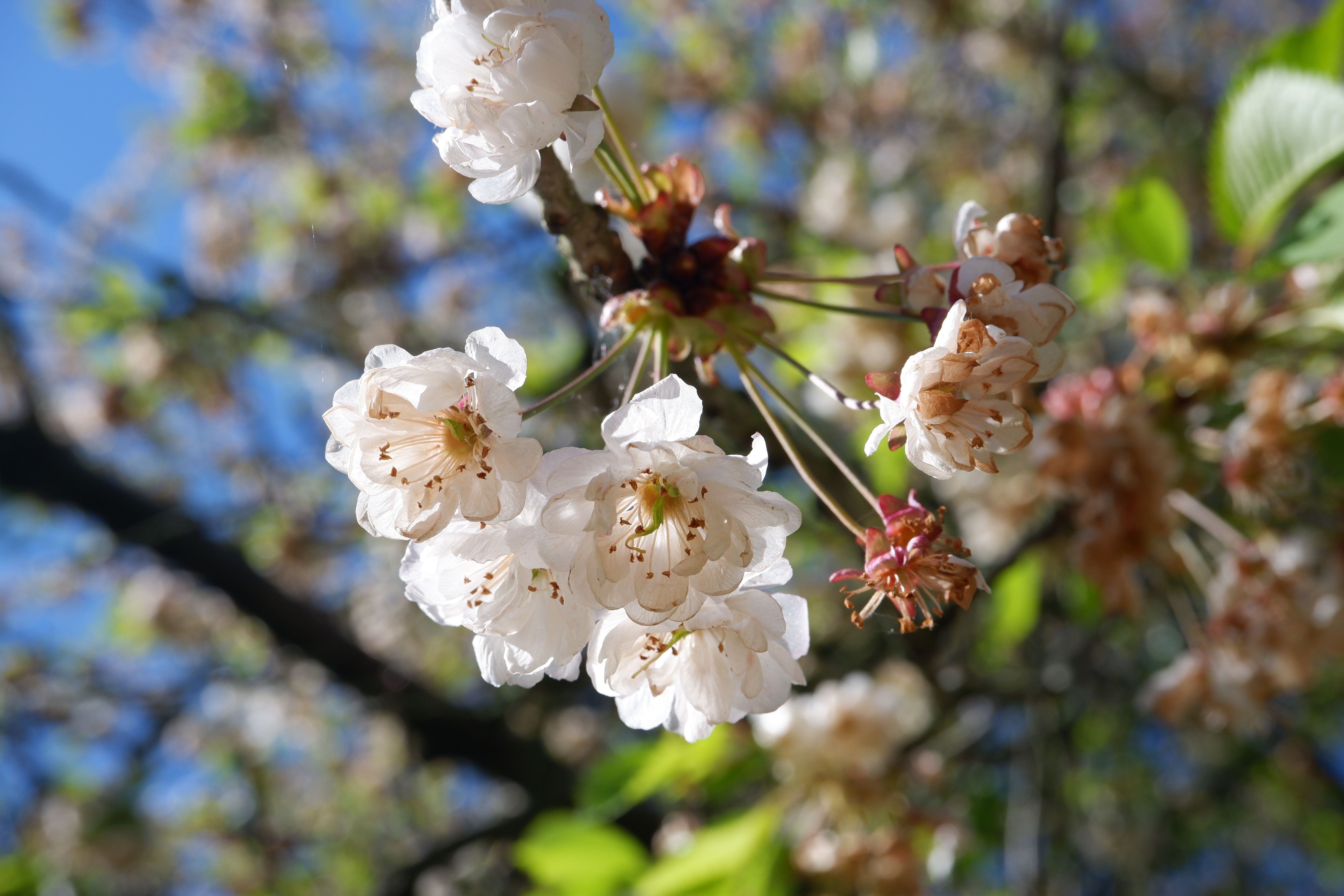 April Background Photos, Download The BEST Free April Background Stock ...