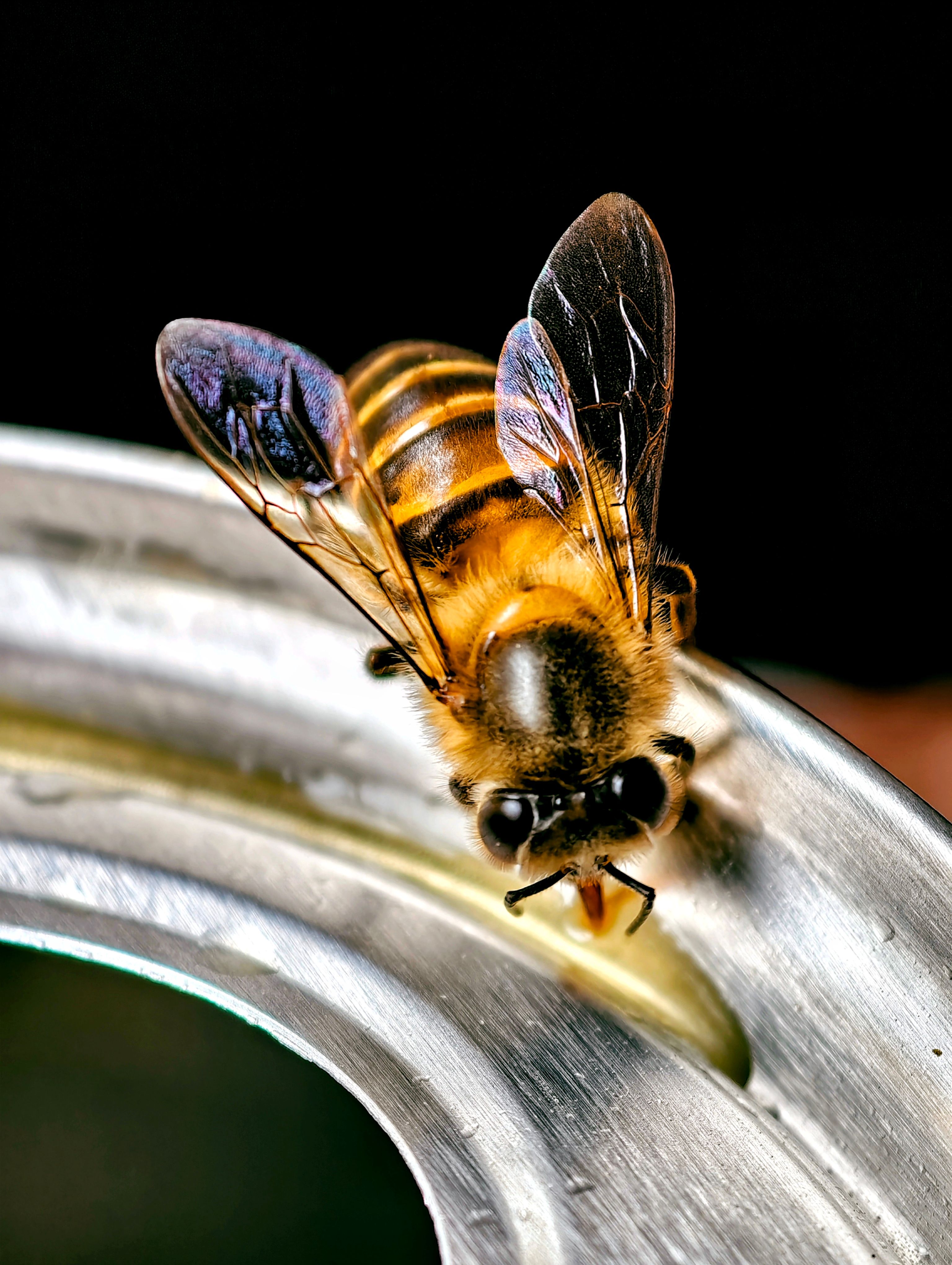 Bombel Bee Tranformar Photos, Download The BEST Free Bombel Bee ...