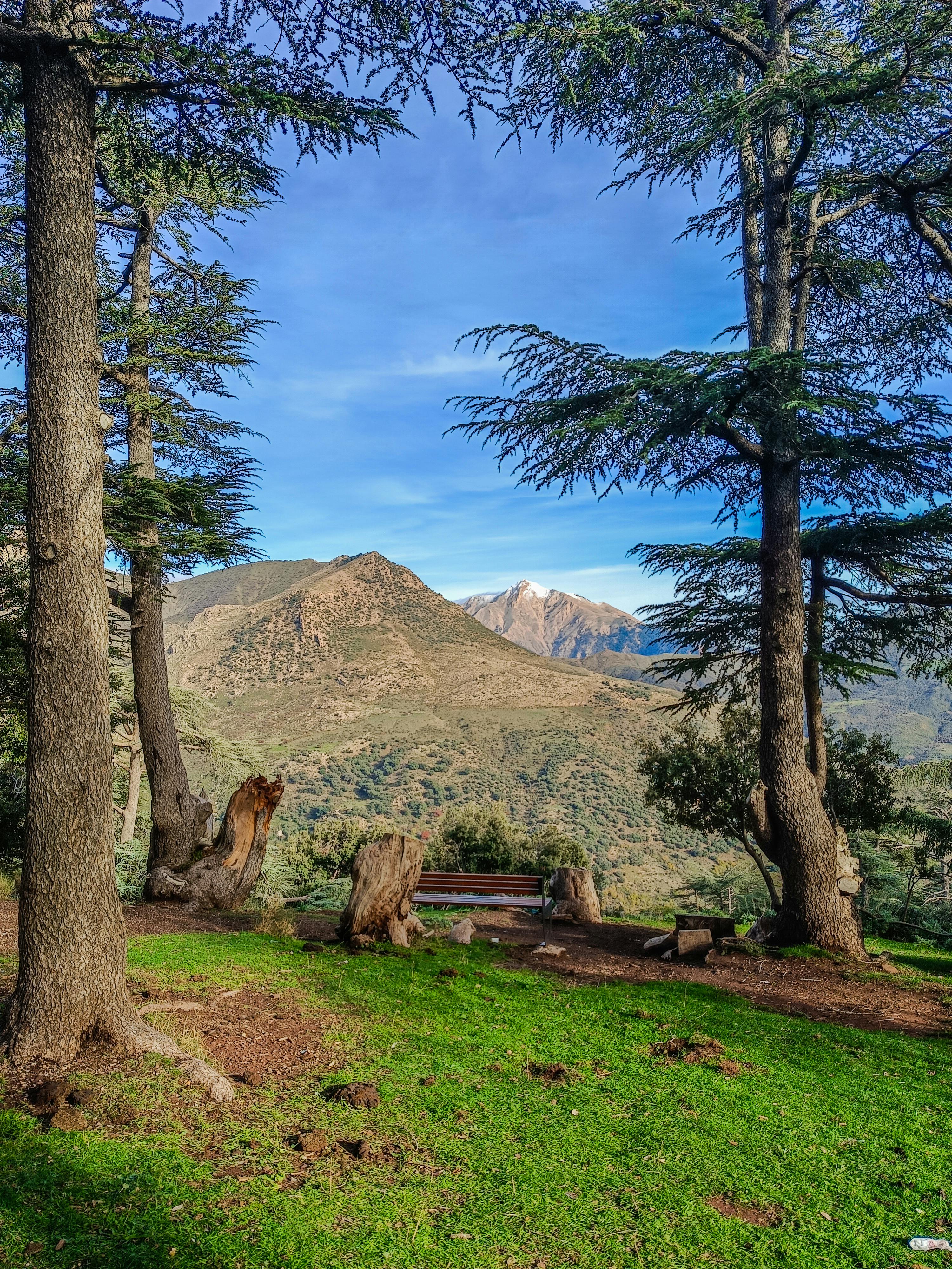Serene Mountain View Through Cedar Trees · Free Stock Photo