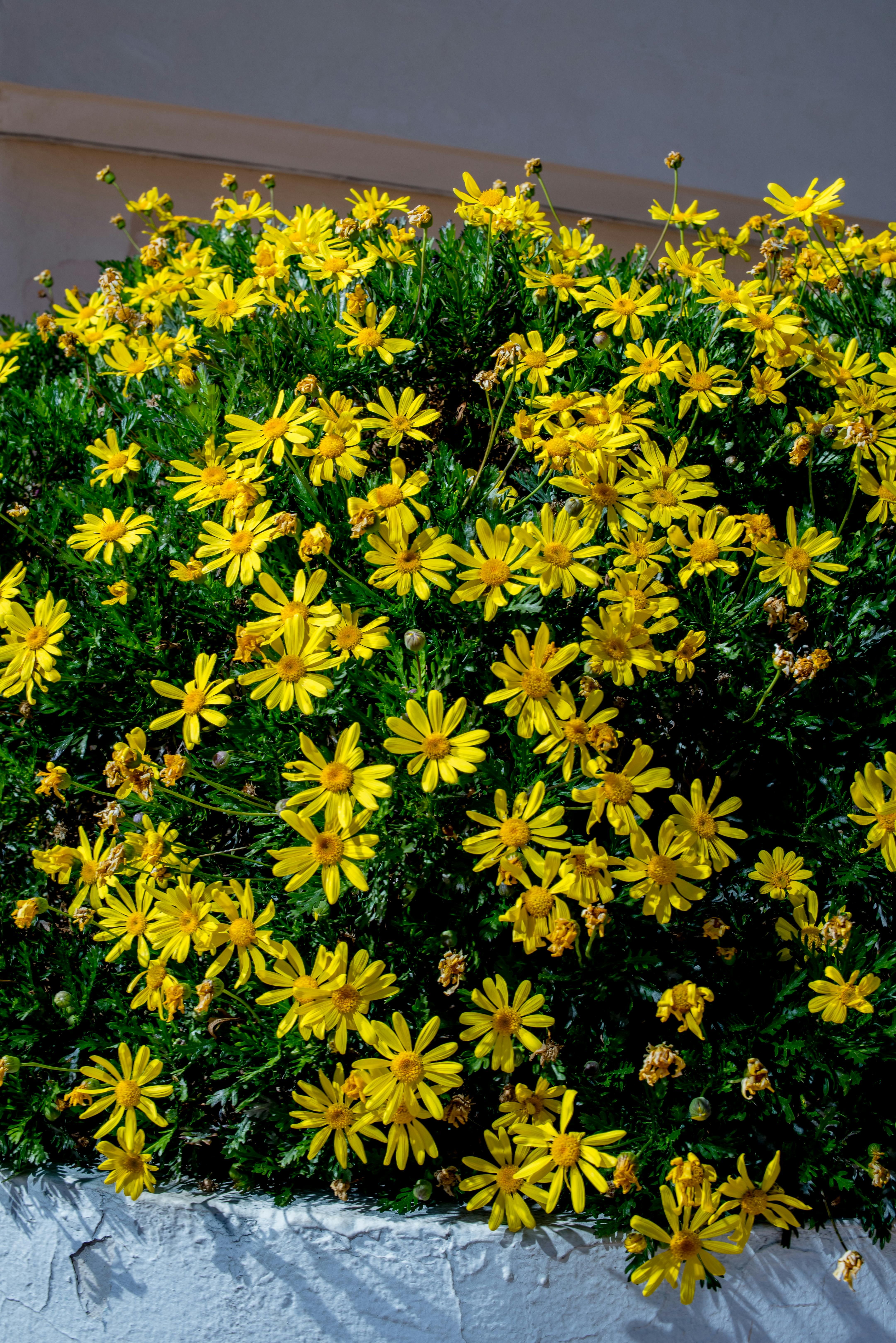 Yellow Color Photos, Download The BEST Free Yellow Color Stock Photos ...