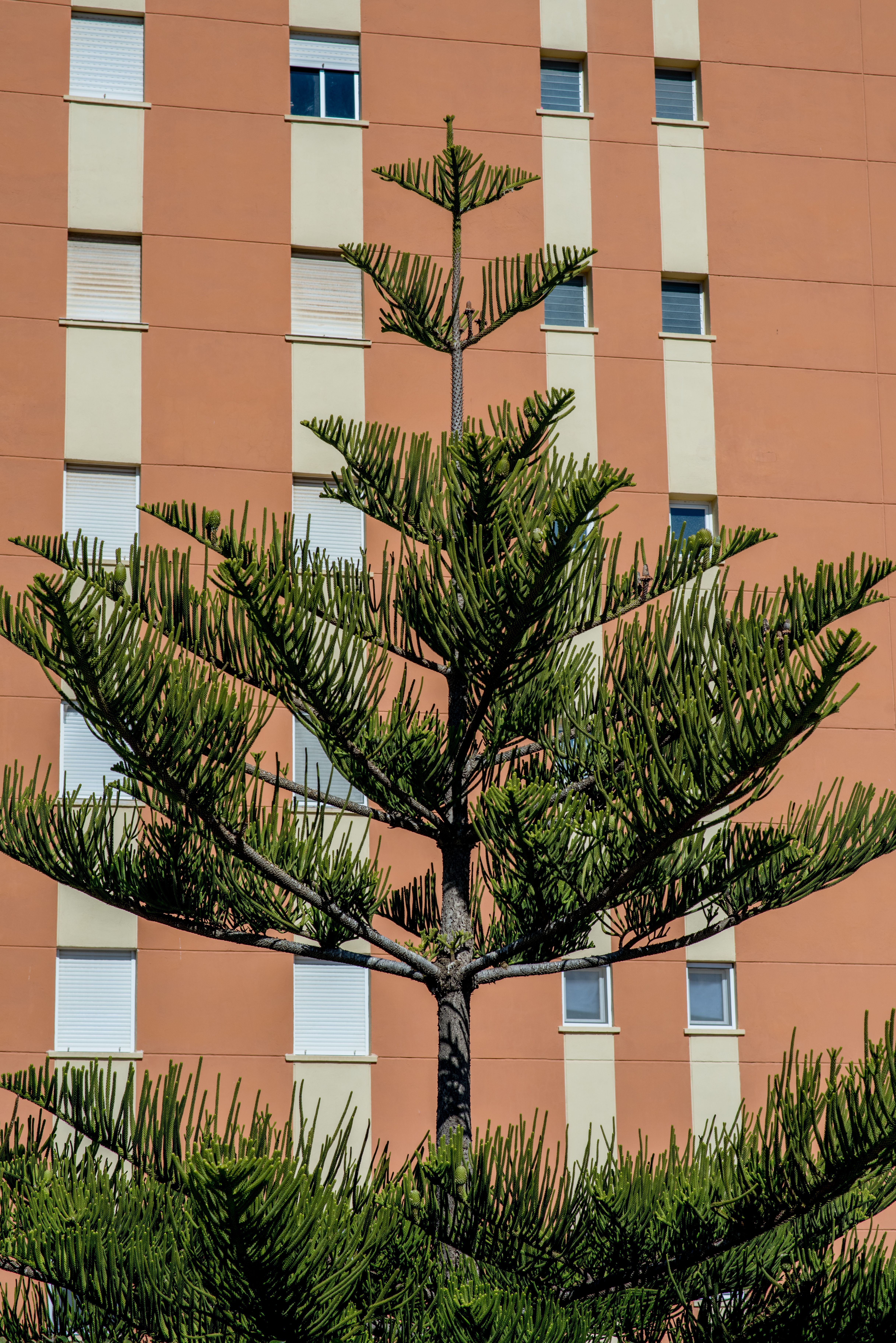 Urban Pine Tree Against Tall Building · Free Stock Photo