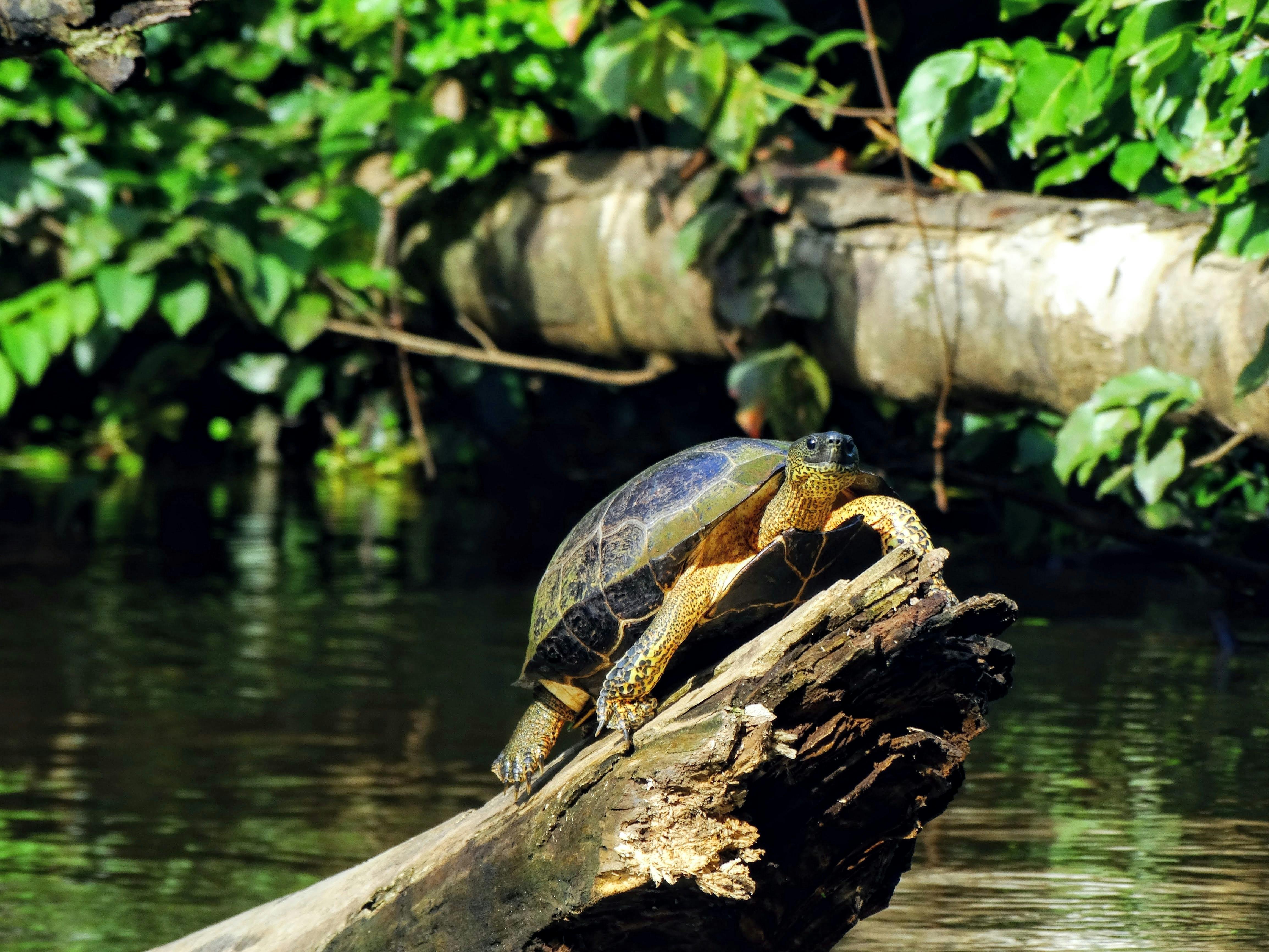 Turtle Sunbathing on a Log in Serene Jungle · Free Stock Photo