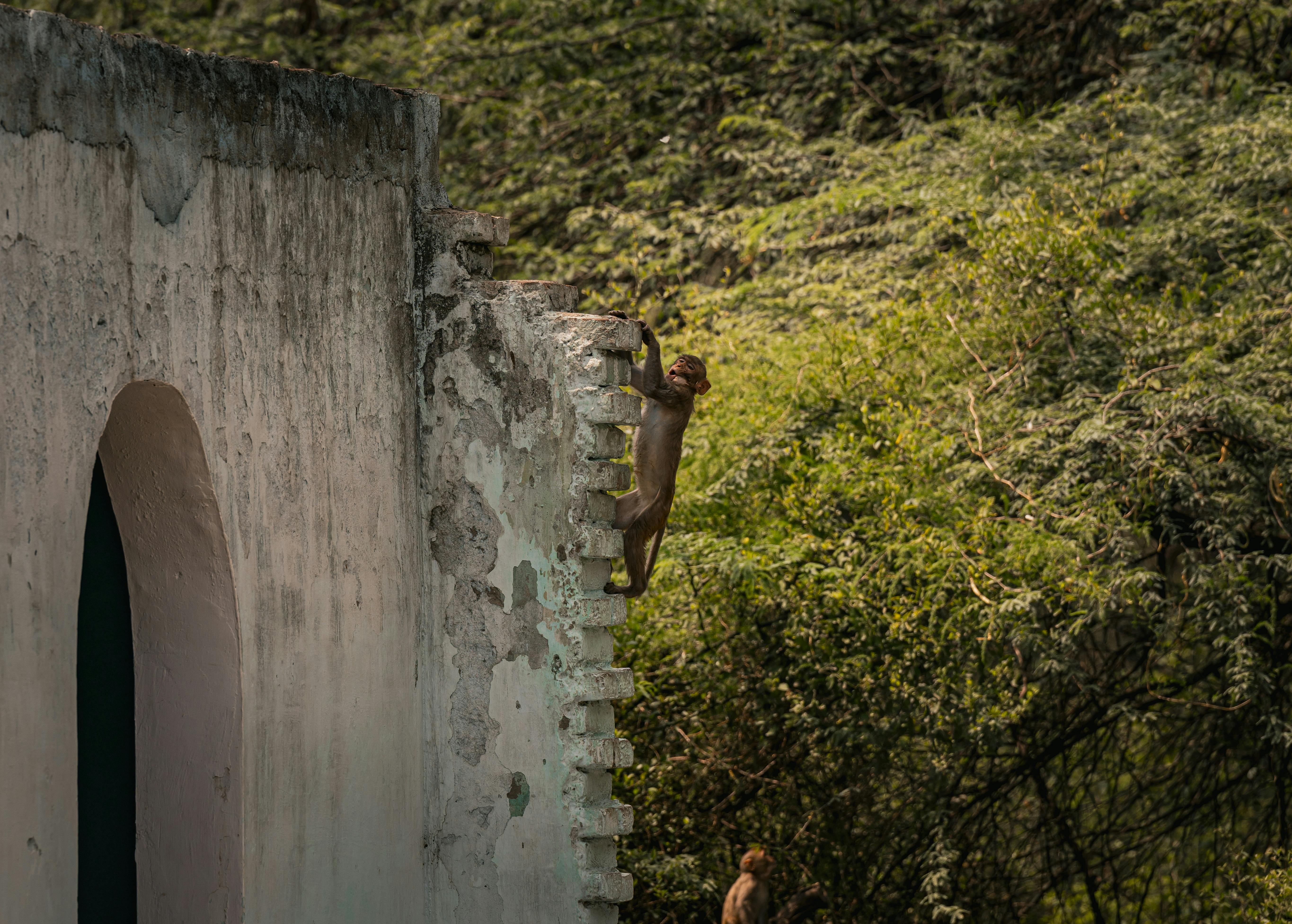 Monkey Climbing Wall in Indian Forest · Free Stock Photo